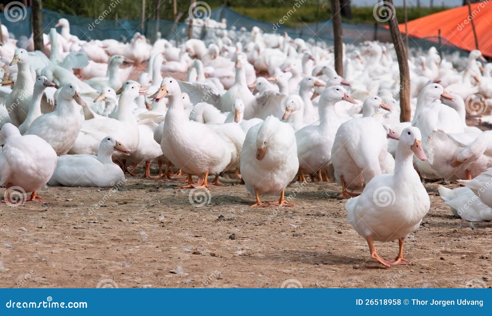 Duck farm stock photo. Image of herd, farm, white, animal - 26518958