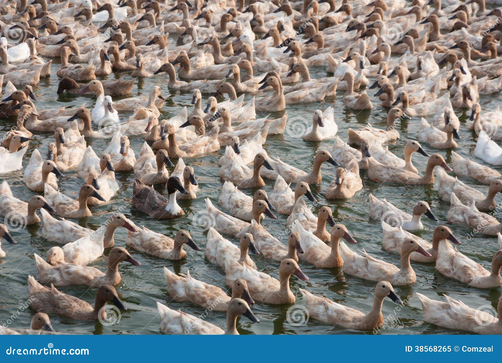 Duck farm stock image. Image of farming, feather, pond - 38568265
