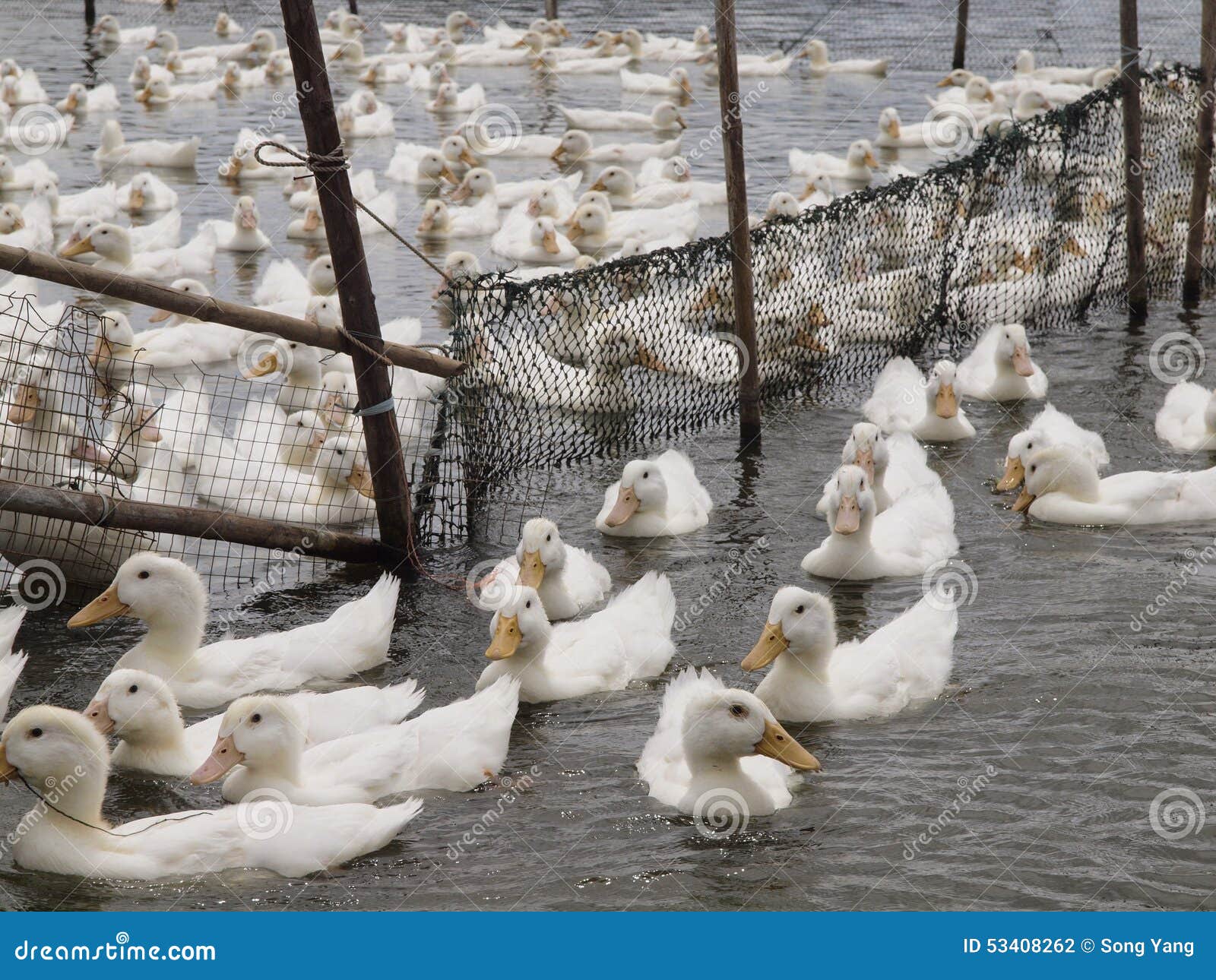 Duck farm stock photo. Image of water, poultry, wild - 53408262