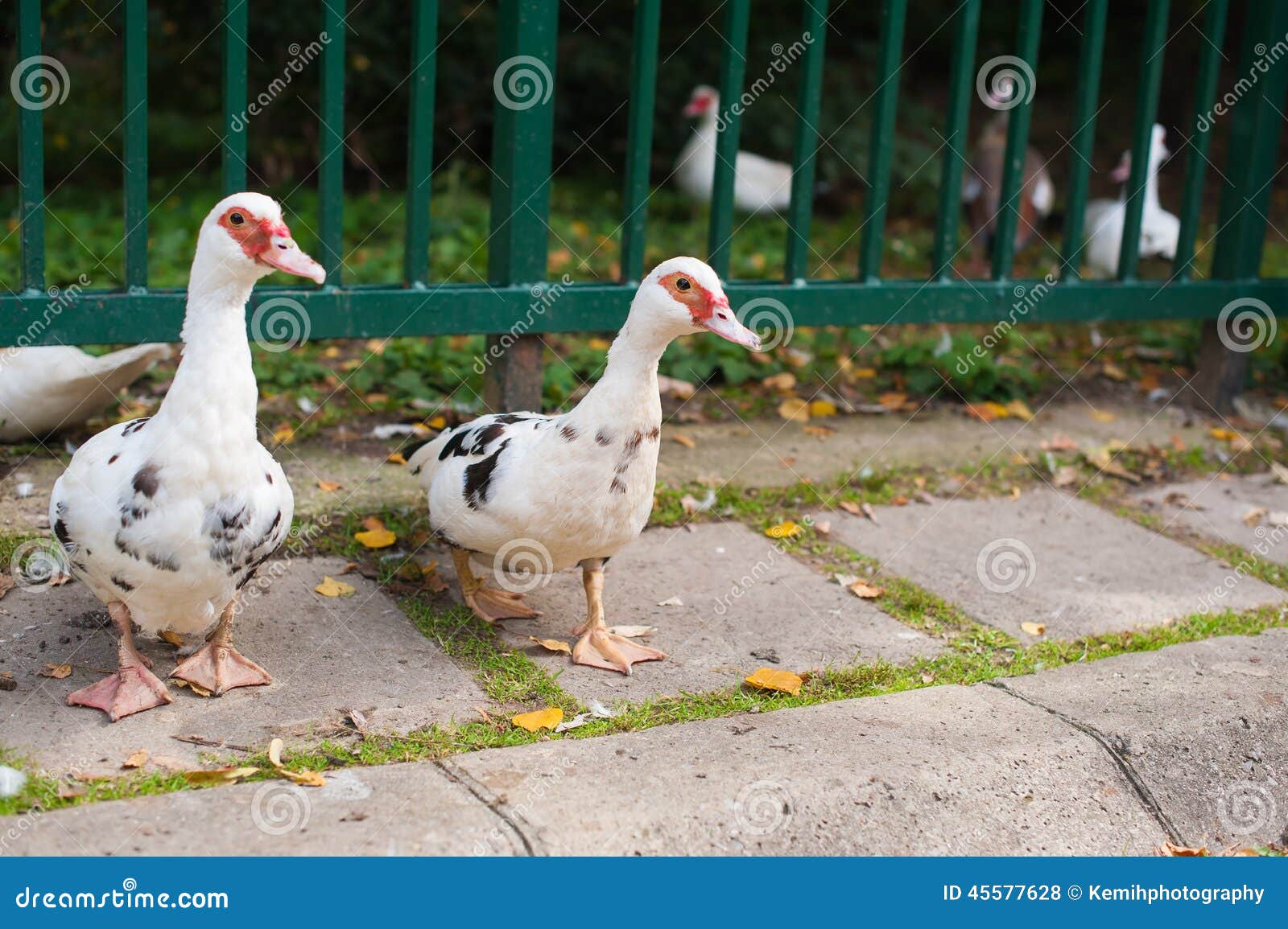 Duck on a Farm Looking at Camera Stock Photo - Image of domestic, head ...
