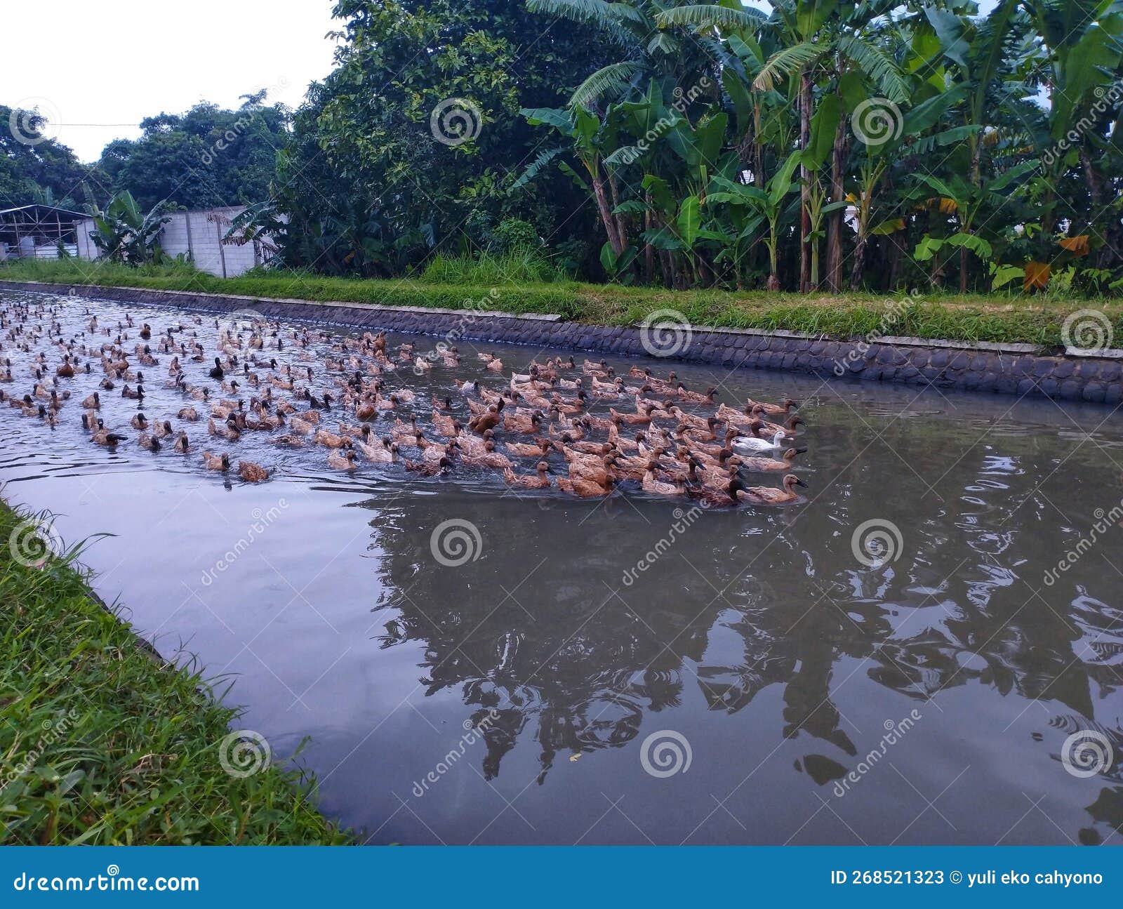 Duck farm stock image. Image of traditional, duck, farm - 268521323
