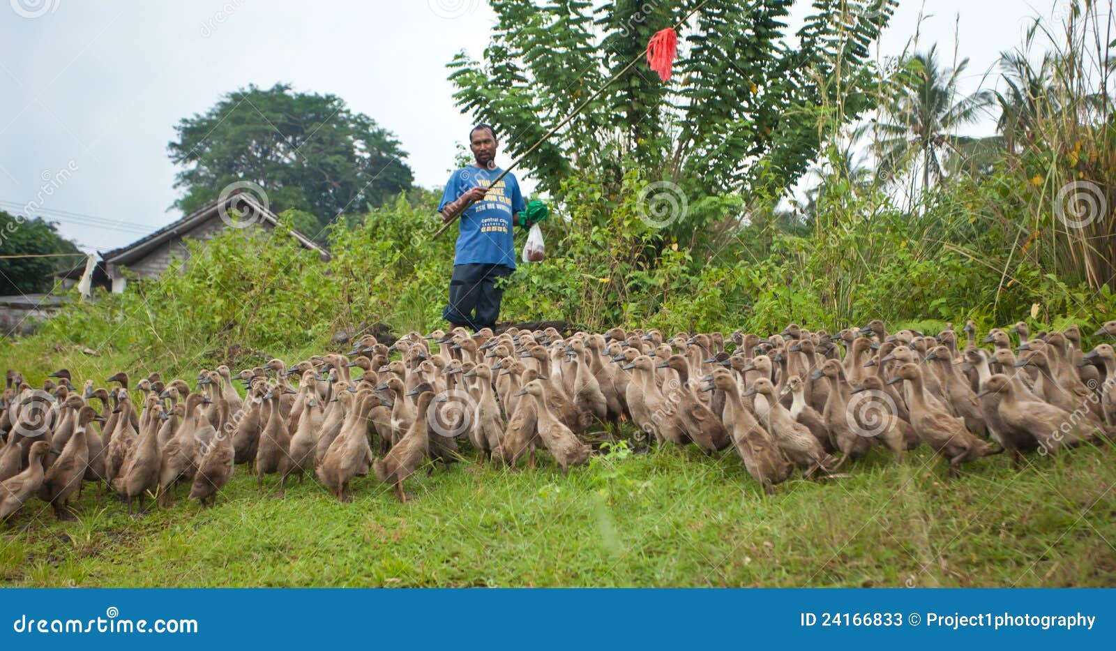 Duck farming editorial stock photo. Image of blue, feather - 24166833