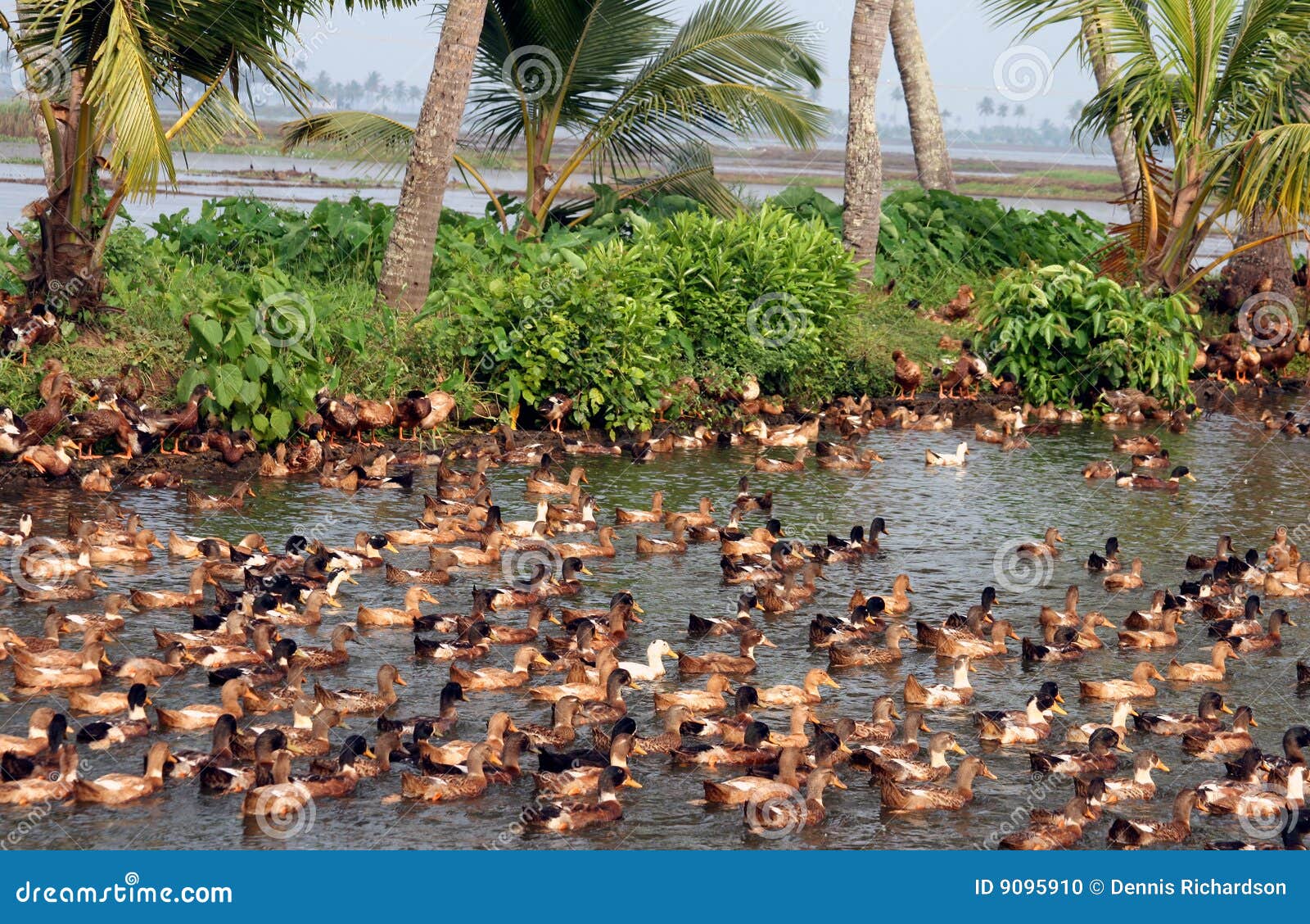 Duck Farming, Kerala, India Stock Photo - Image of canal, farm: 9095910