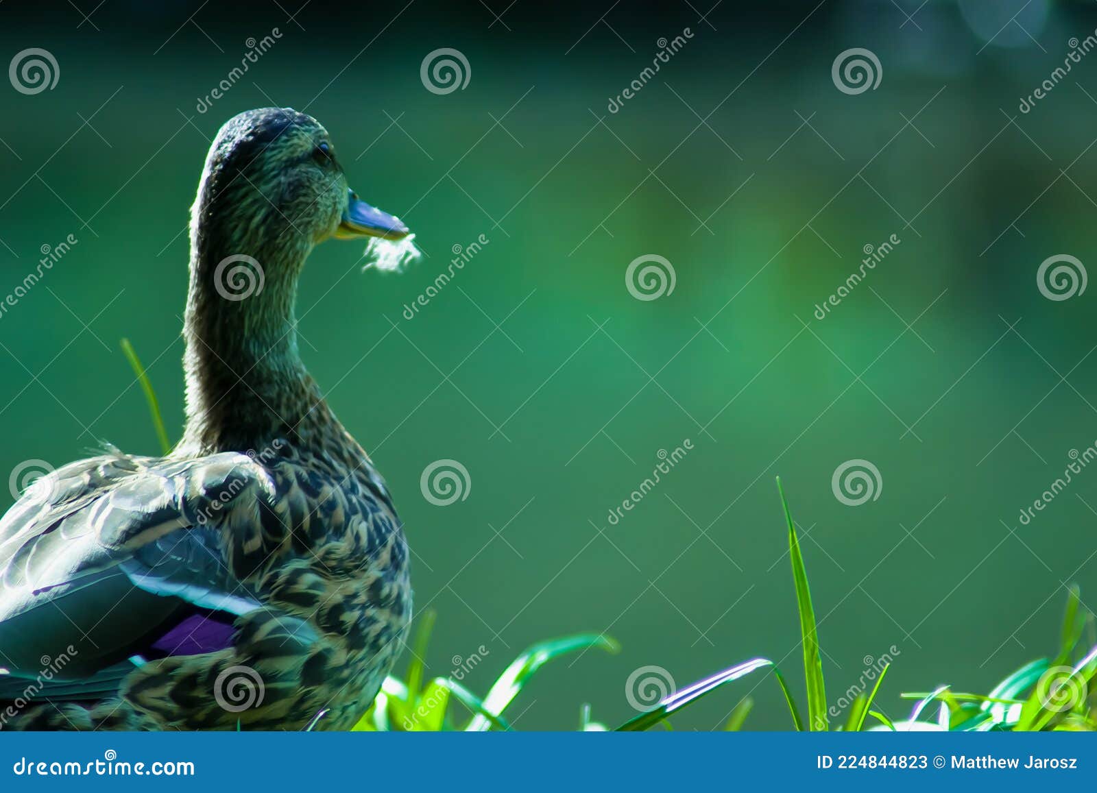 Duck with feather stock image. Image of grass, feather - 224844823