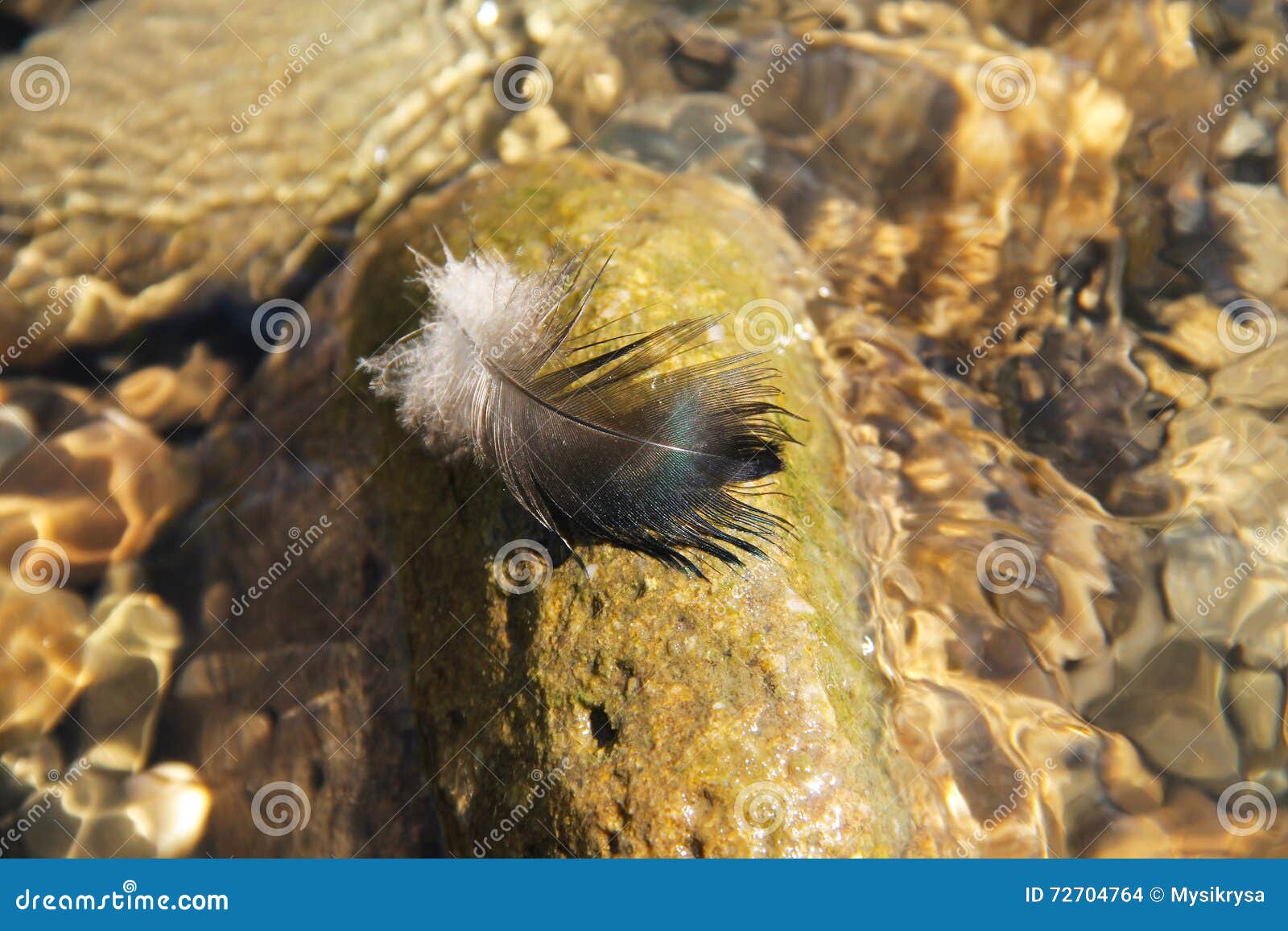 Duck feather stock photo. Image of rock, brook, lake - 72704764