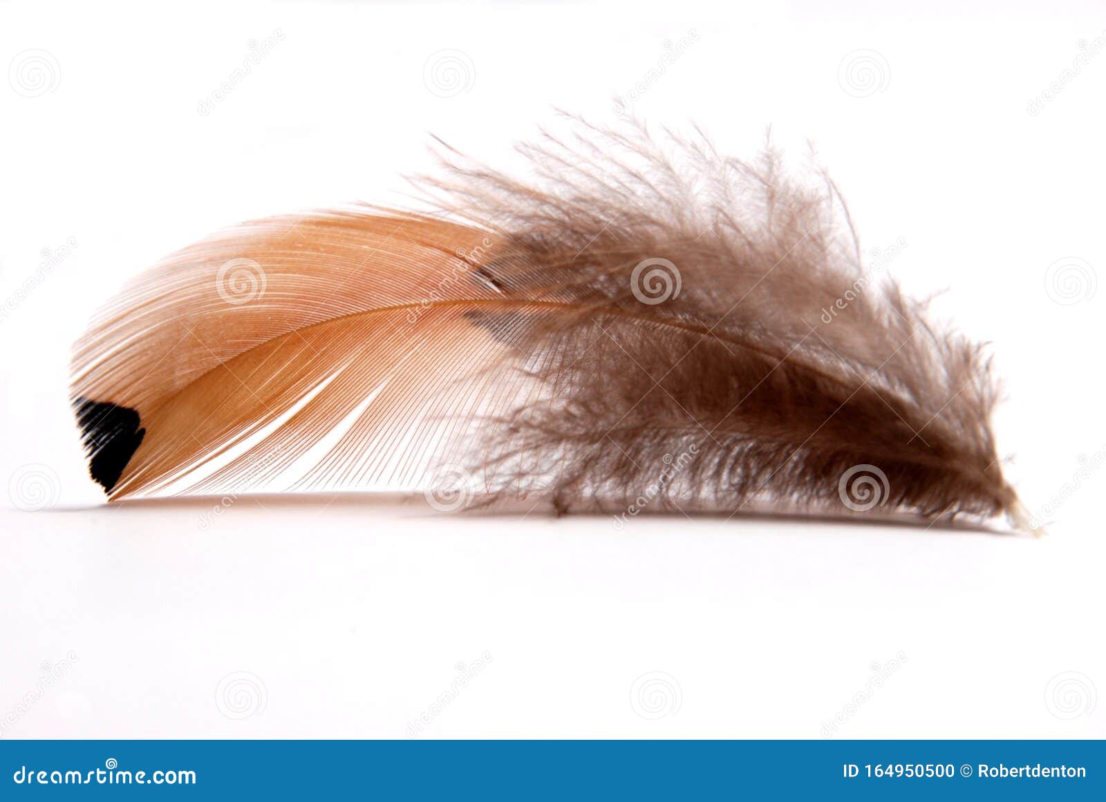 Duck Feather stock photo. Image of plumage, quill, duck - 164950500