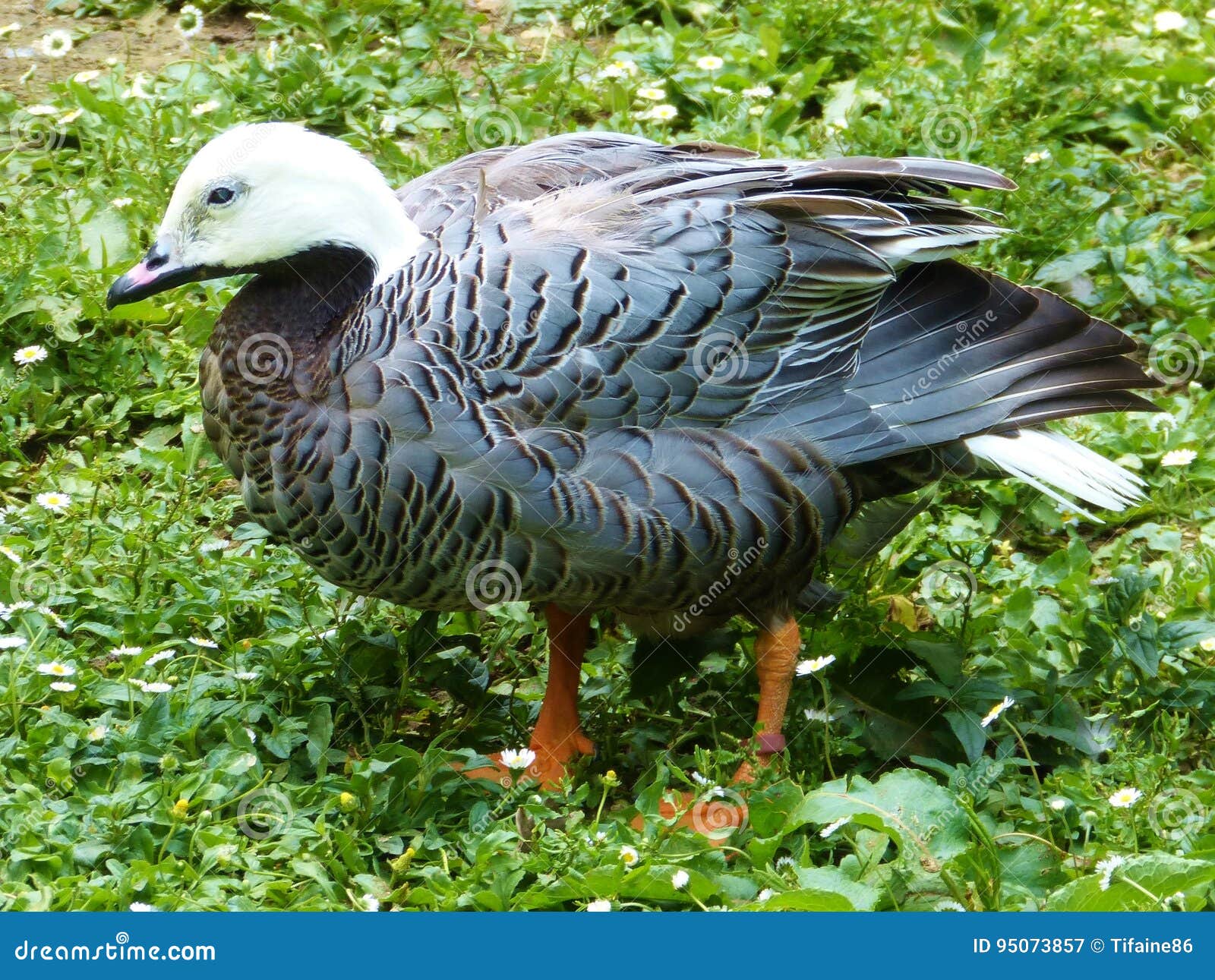 Duck stock image. Image of animal, nature, feathers, grass - 95073857