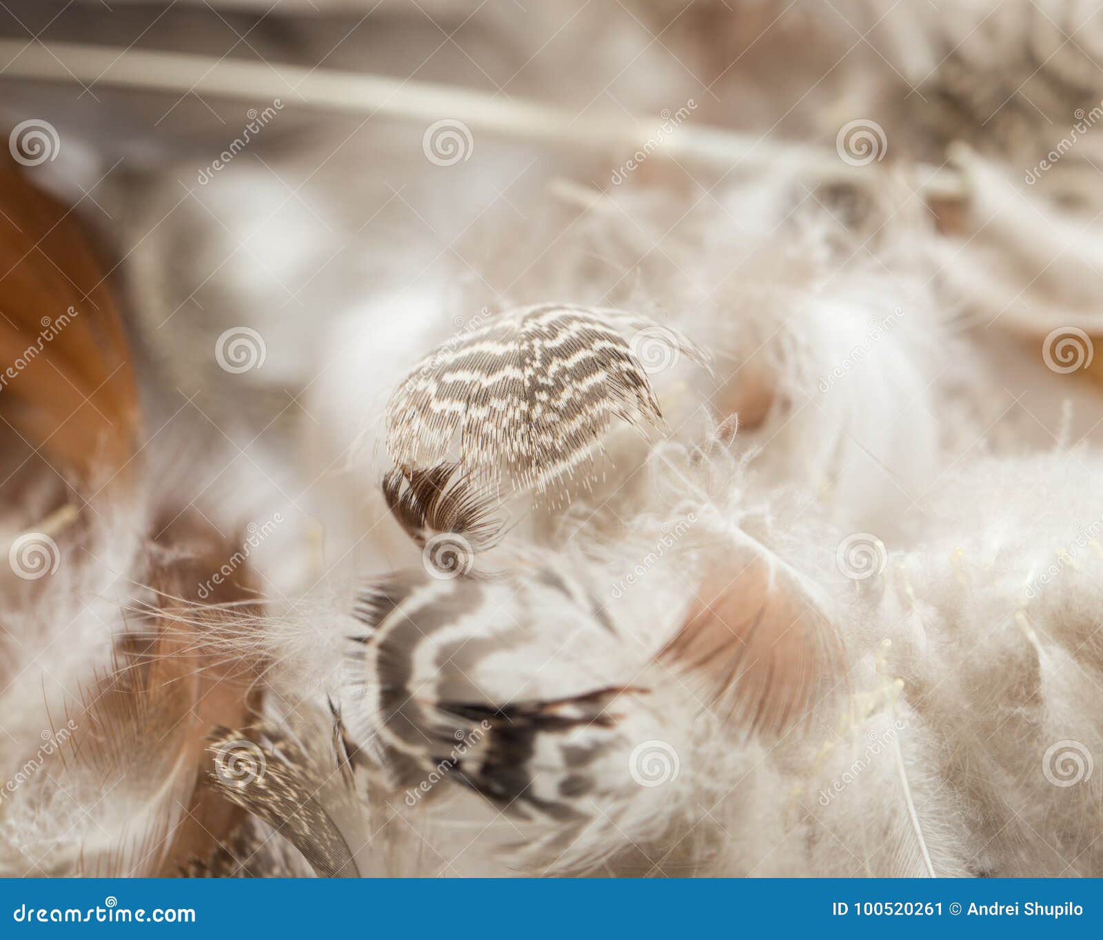 Duck Feathers As a Background. Macro Stock Image - Image of soft ...