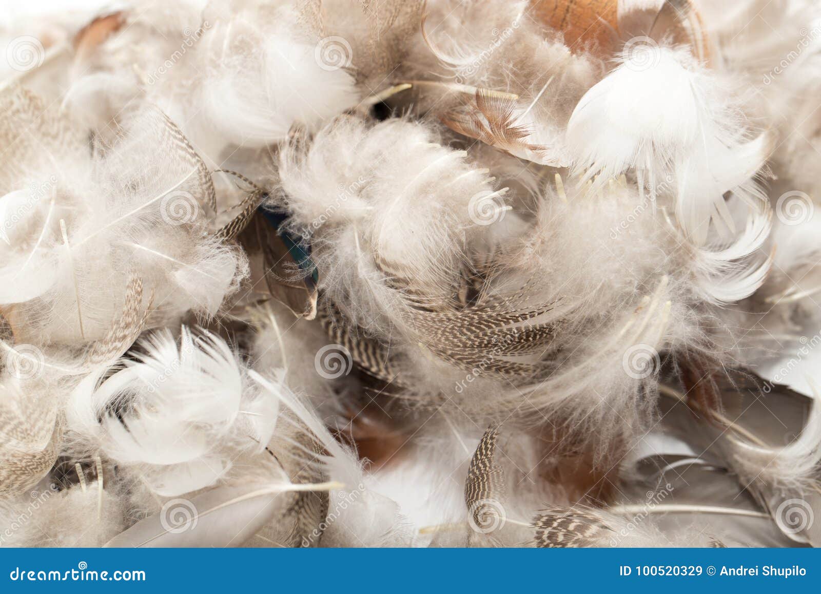 Duck Feathers As a Background. Macro Stock Image - Image of background ...