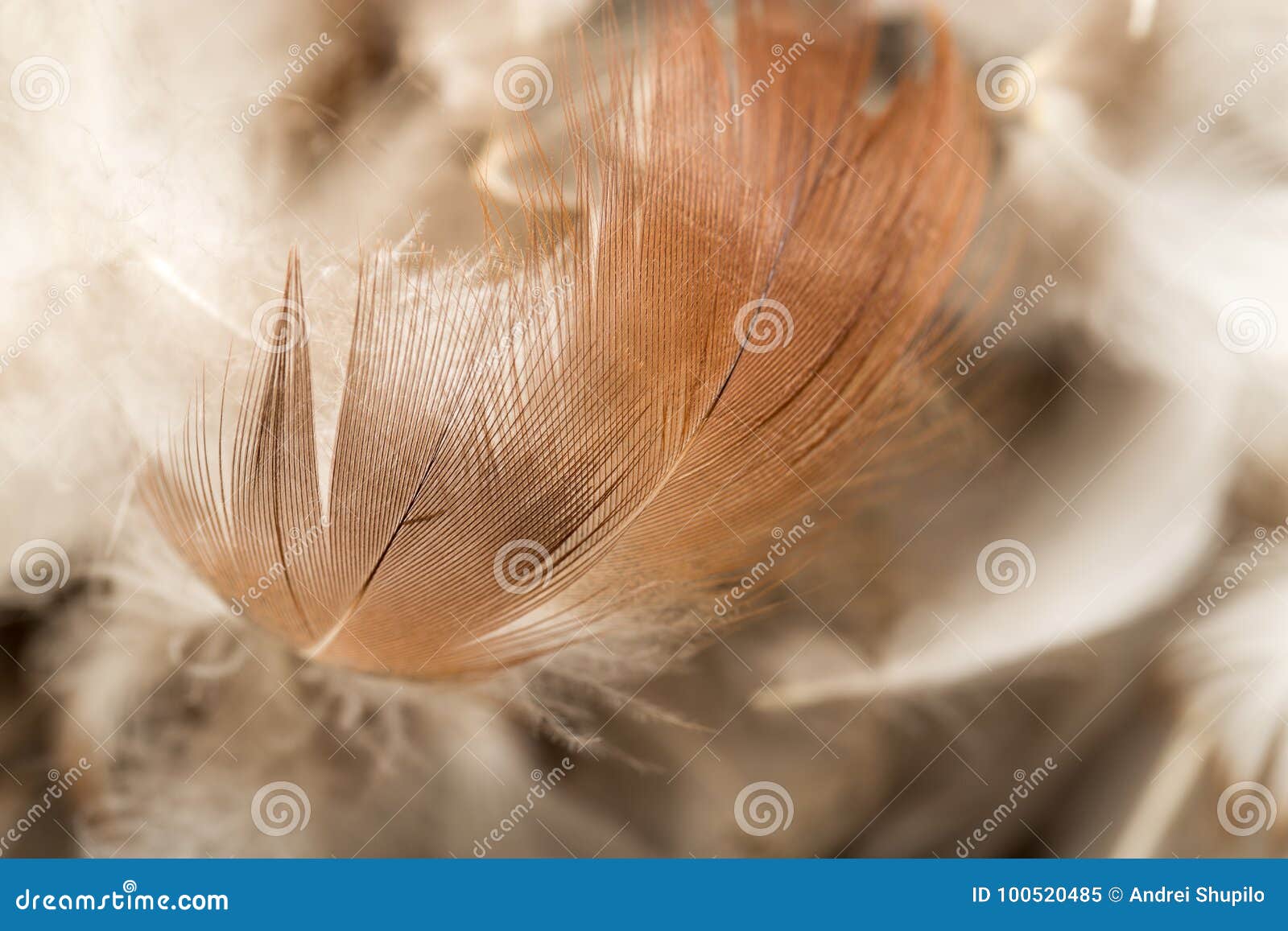 Duck Feathers As a Background. Macro Stock Image - Image of feather ...