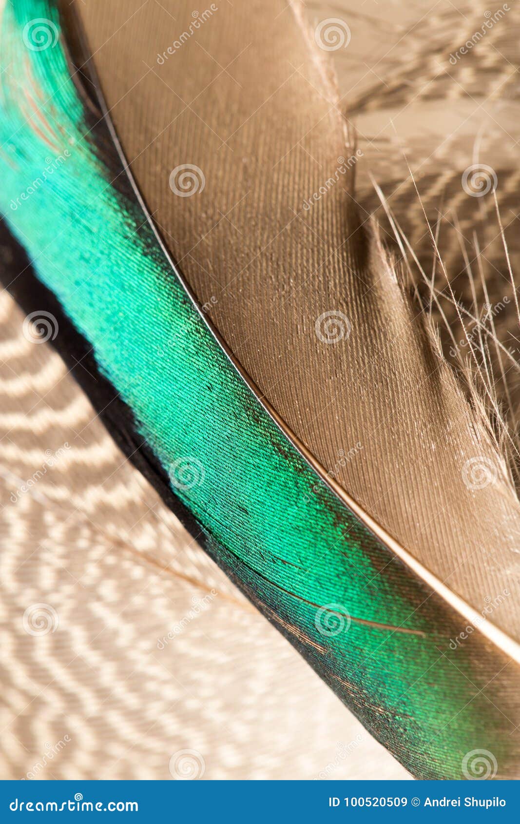 Duck Feathers As a Background. Macro Stock Image - Image of animal ...