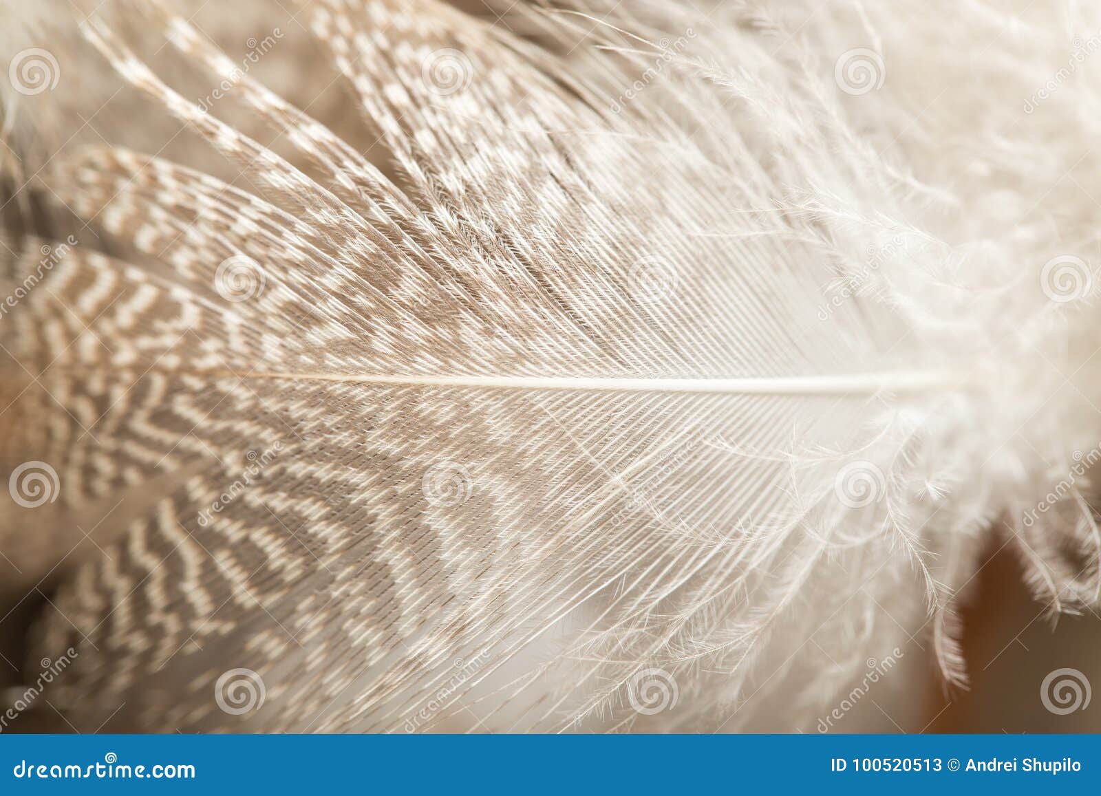 Duck Feathers As a Background. Macro Stock Image - Image of animal ...