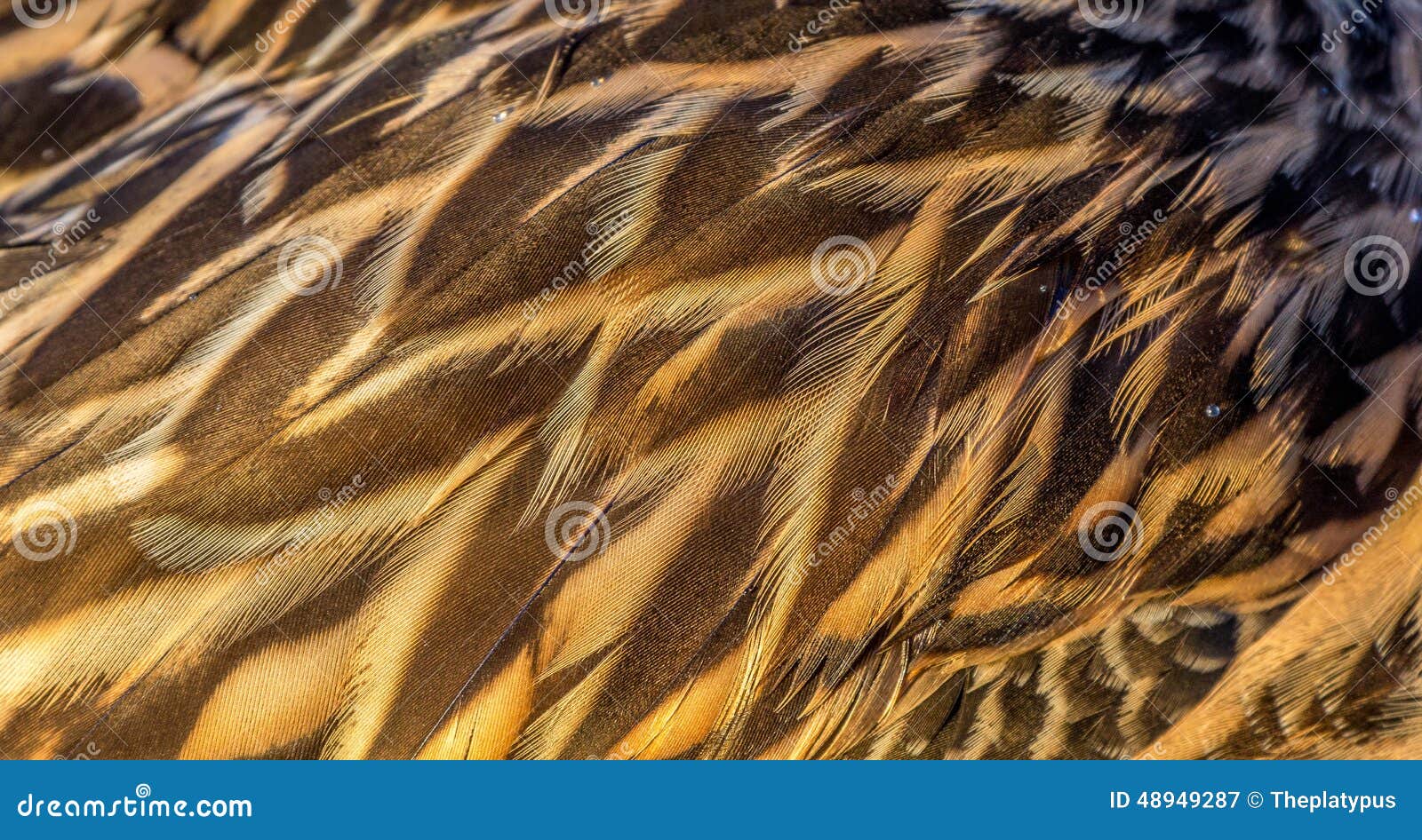 Duck feathers stock image. Image of feather, norway, flying - 48949287