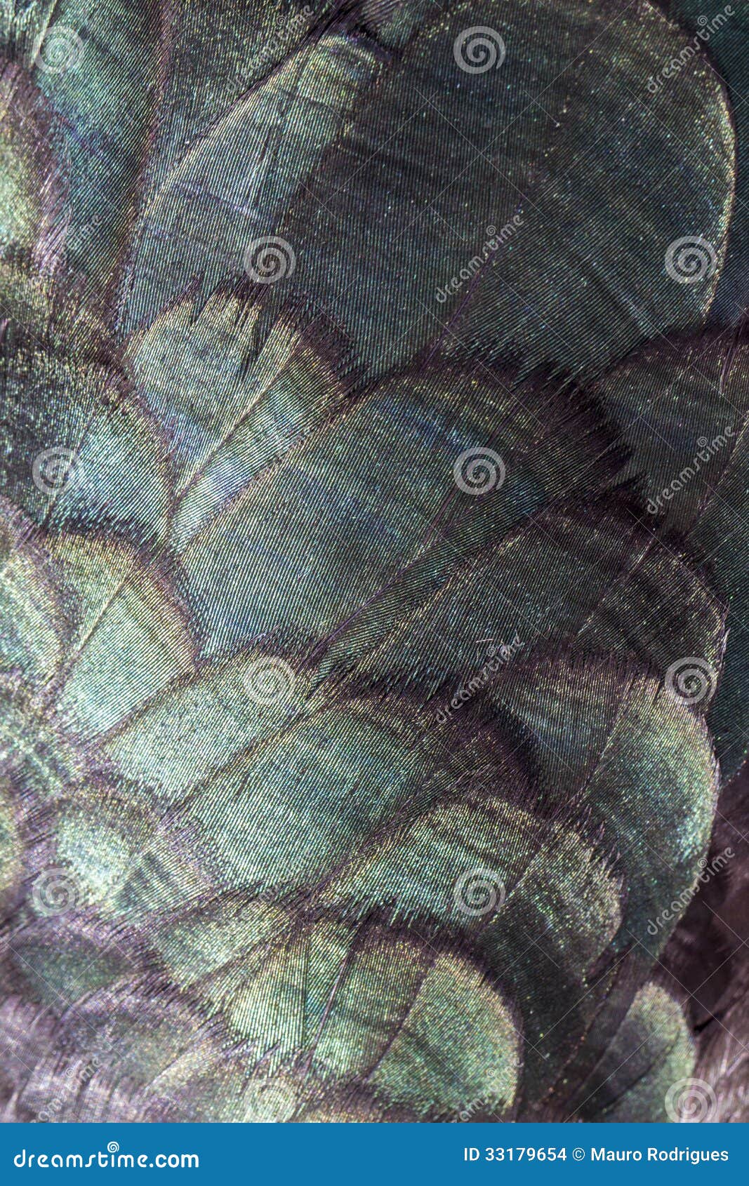 Duck feathers texture stock photo. Image of macro, wing - 33179654