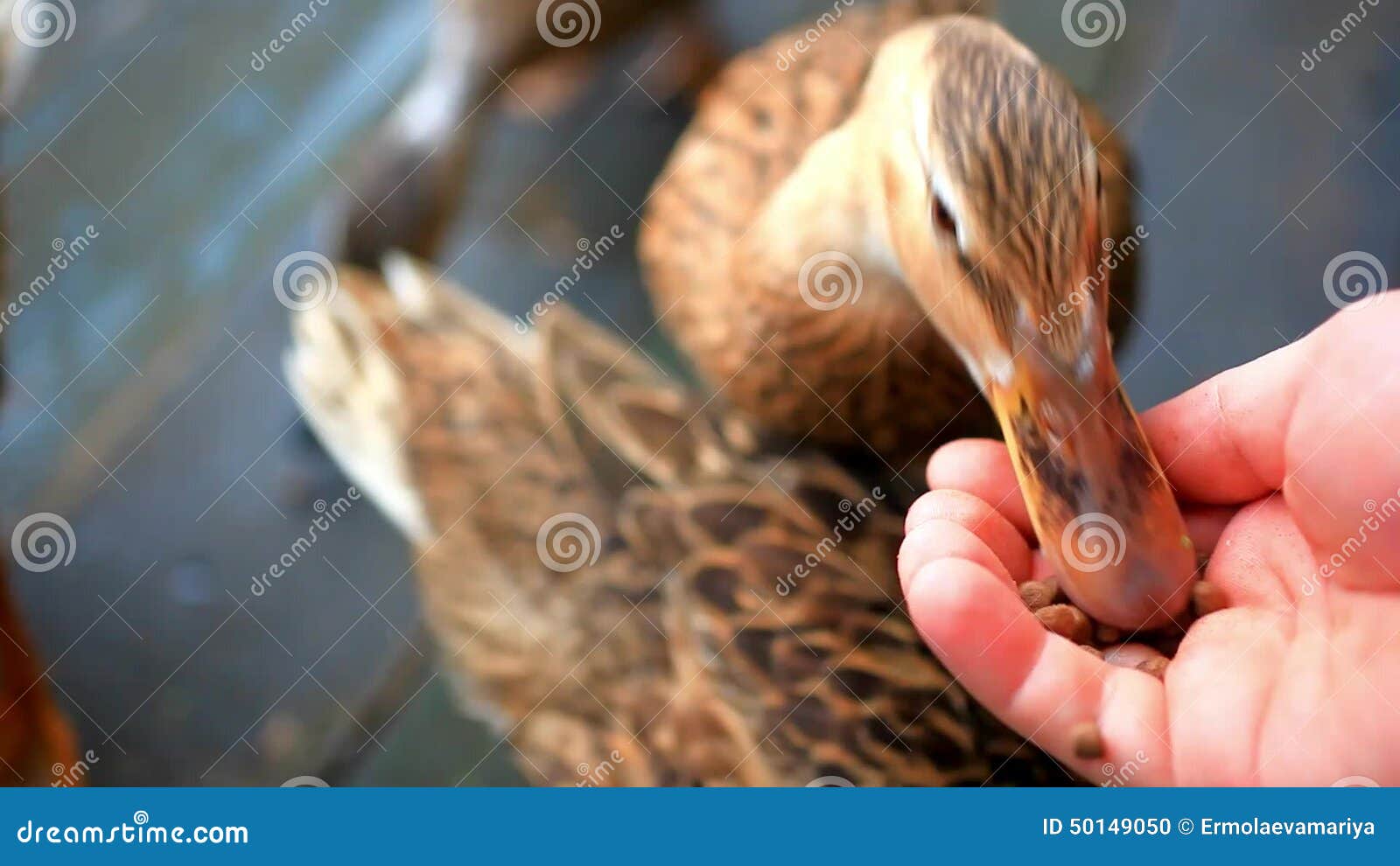 Duck Feeding from Hand. HD. 1920x1080. Close Up Stock Footage - Video ...