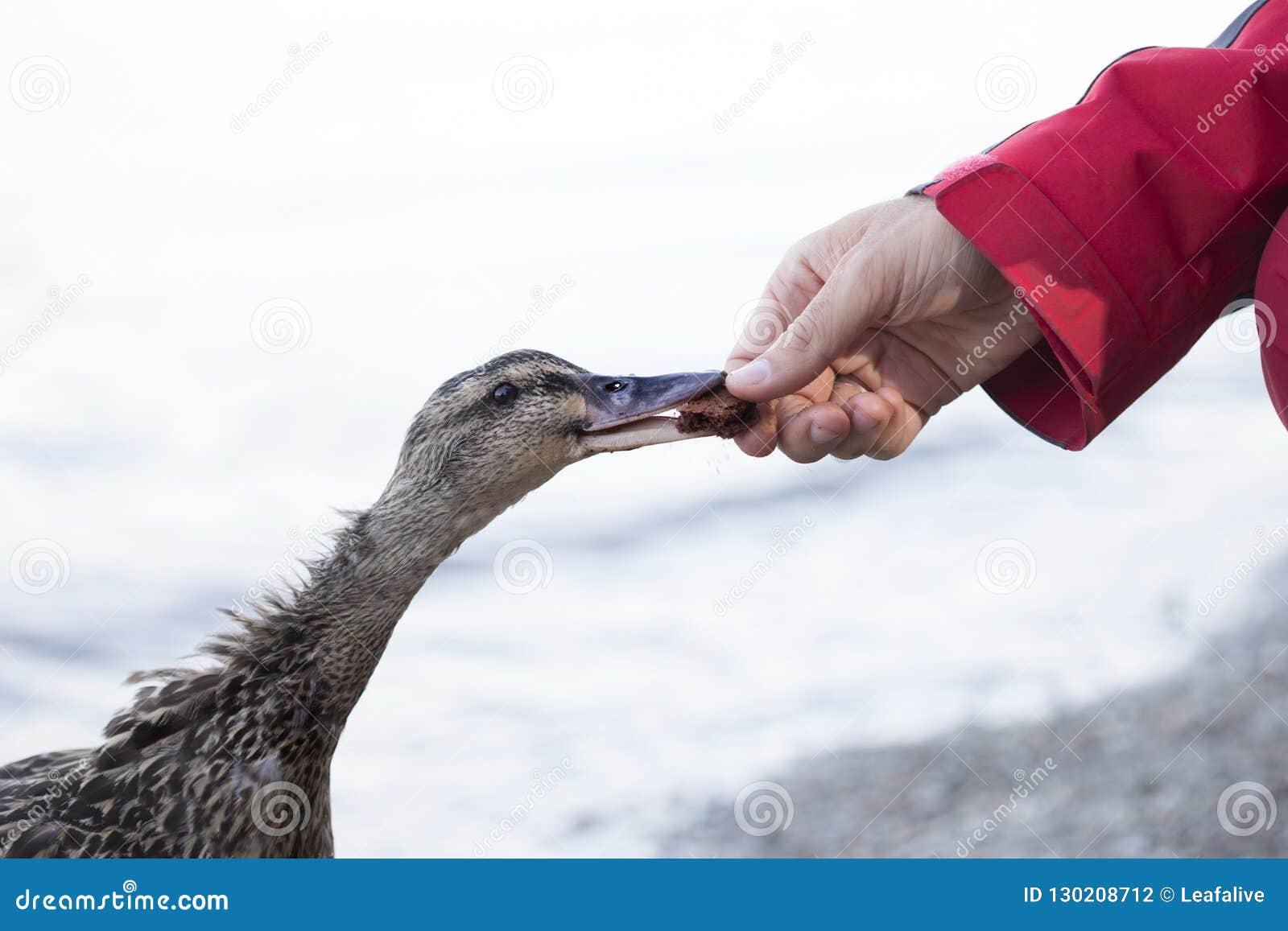 Duck Feeding from the Hand of Men Stock Photo - Image of pond, lake ...