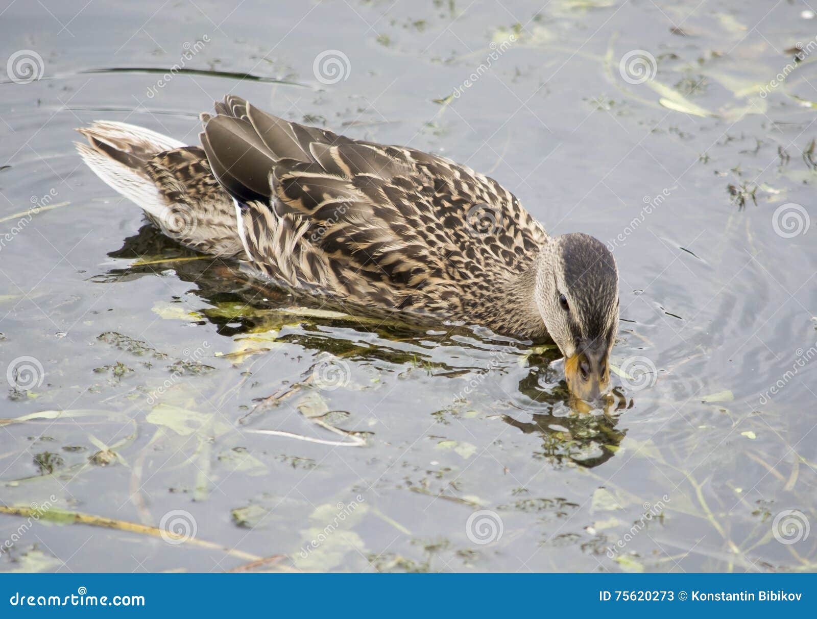 Duck feeding in the water stock image. Image of bird - 75620273