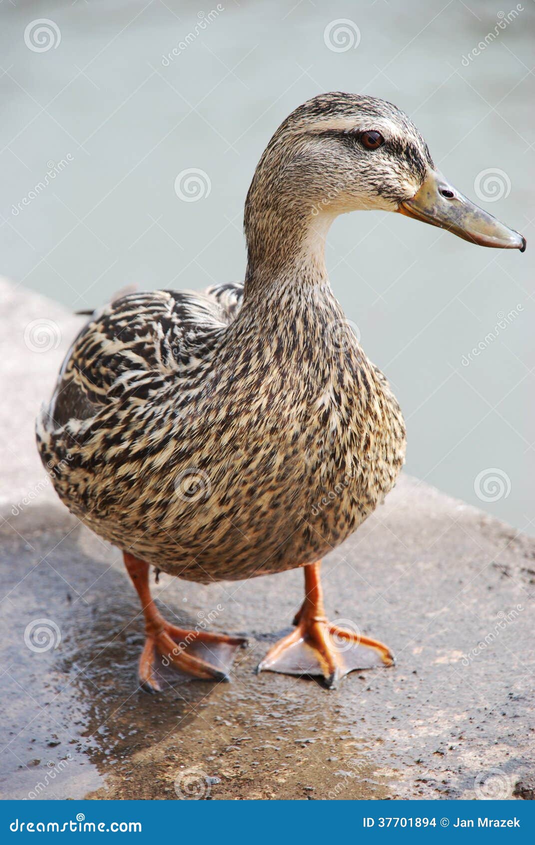 Duck female stock photo. Image of closely, natural, look - 37701894