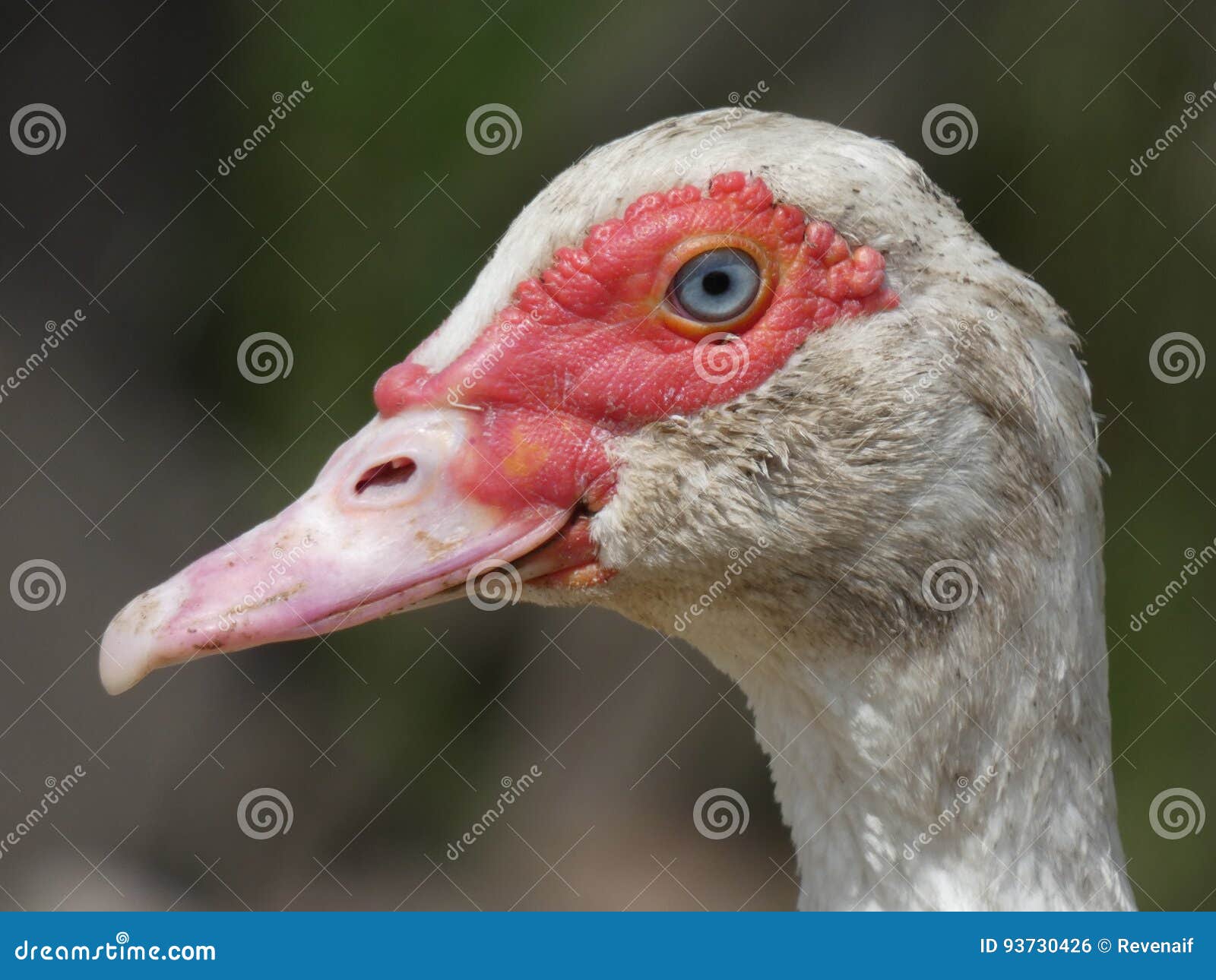 Duck Female Face stockfoto. Bild von frei, nett, nave - 93730426