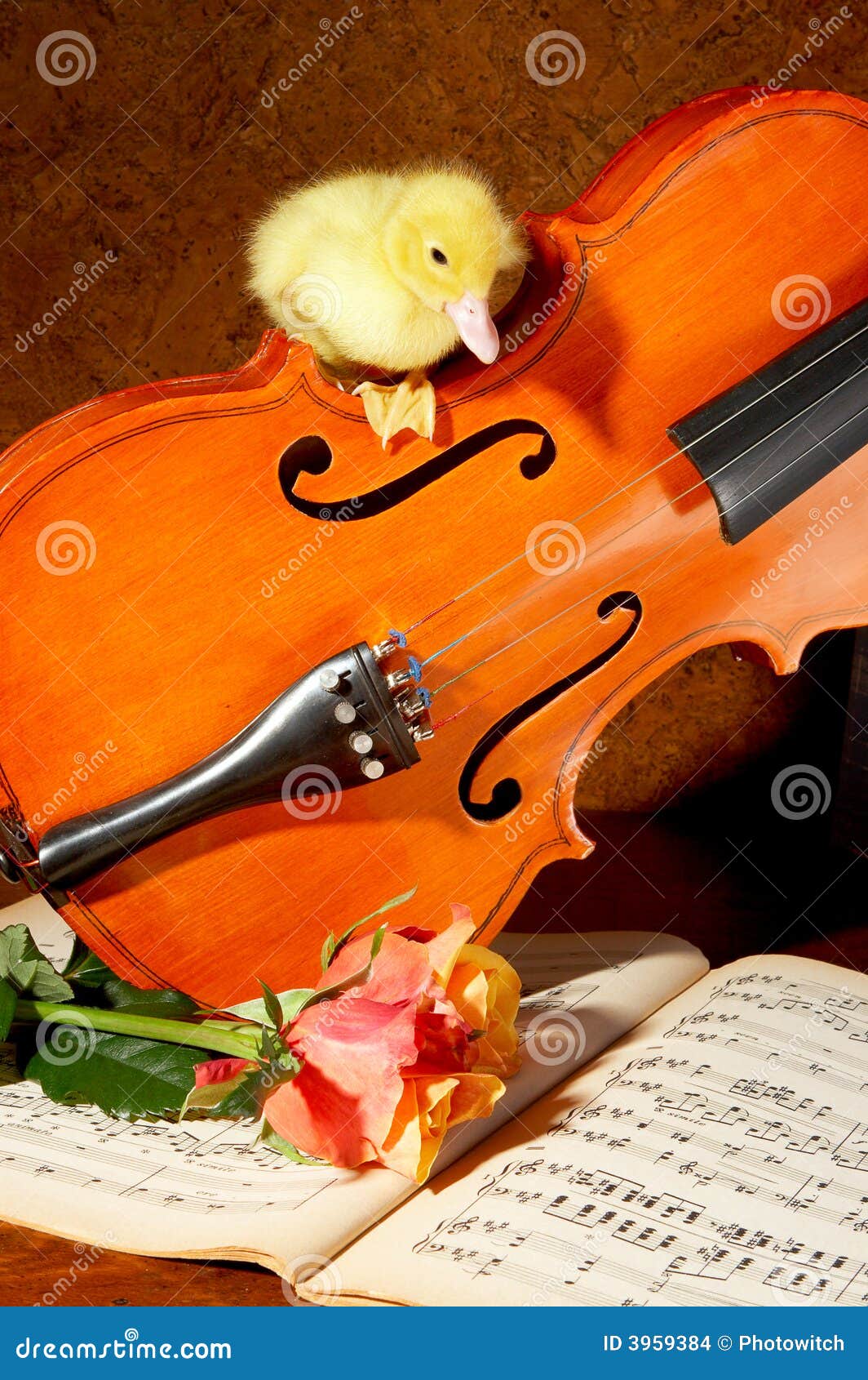 Duck on a fiddle stock photo. Image of baby, ducklings - 3959384