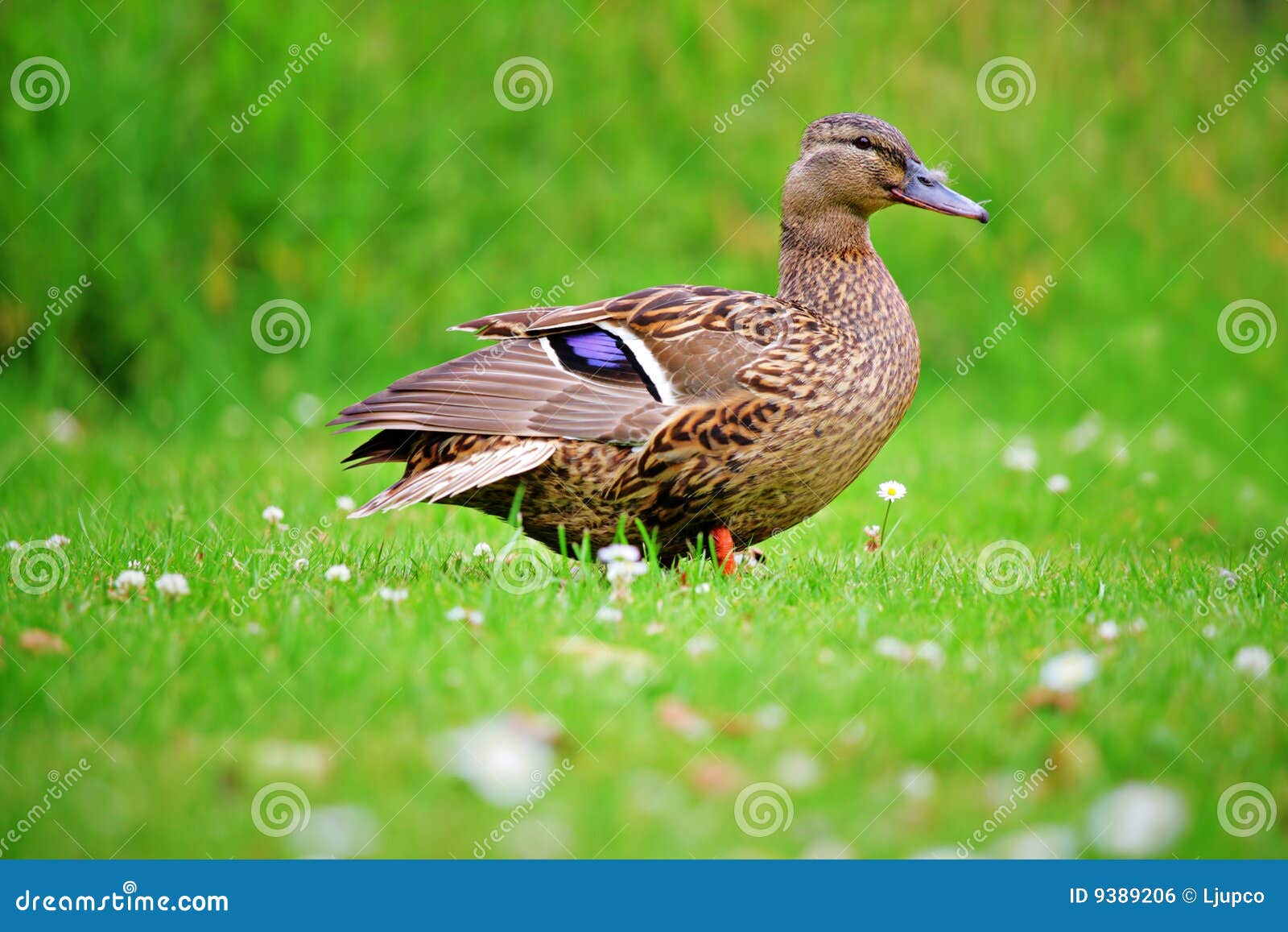 A duck on a field stock photo. Image of chick, fuzzy, countryside - 9389206