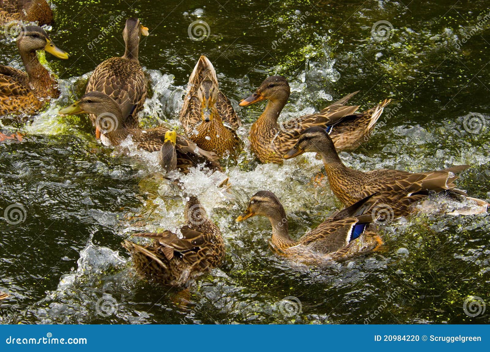 Duck Fight stock photo. Image of river, reflection, foot - 20984220