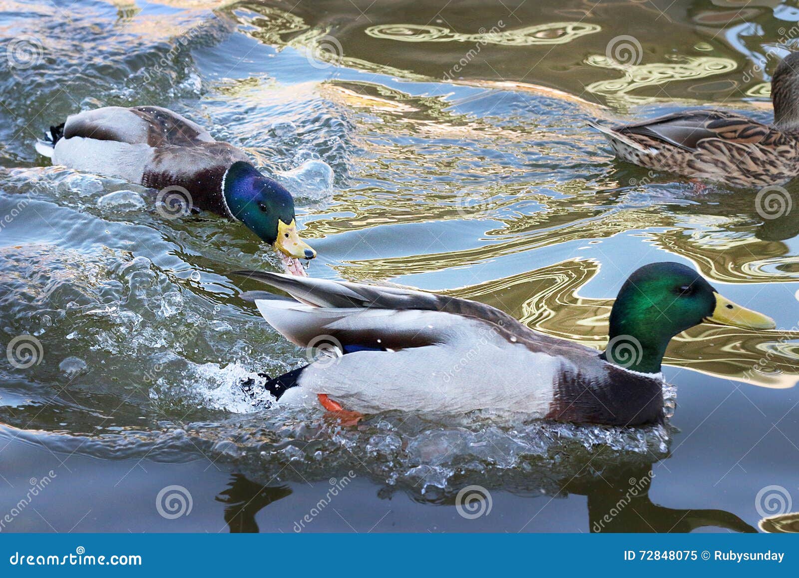 Duck fight stock image. Image of duck, animals, attack - 72848075