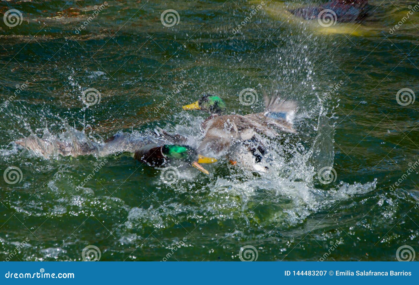 Duck fight in the water stock image. Image of defense - 144483207