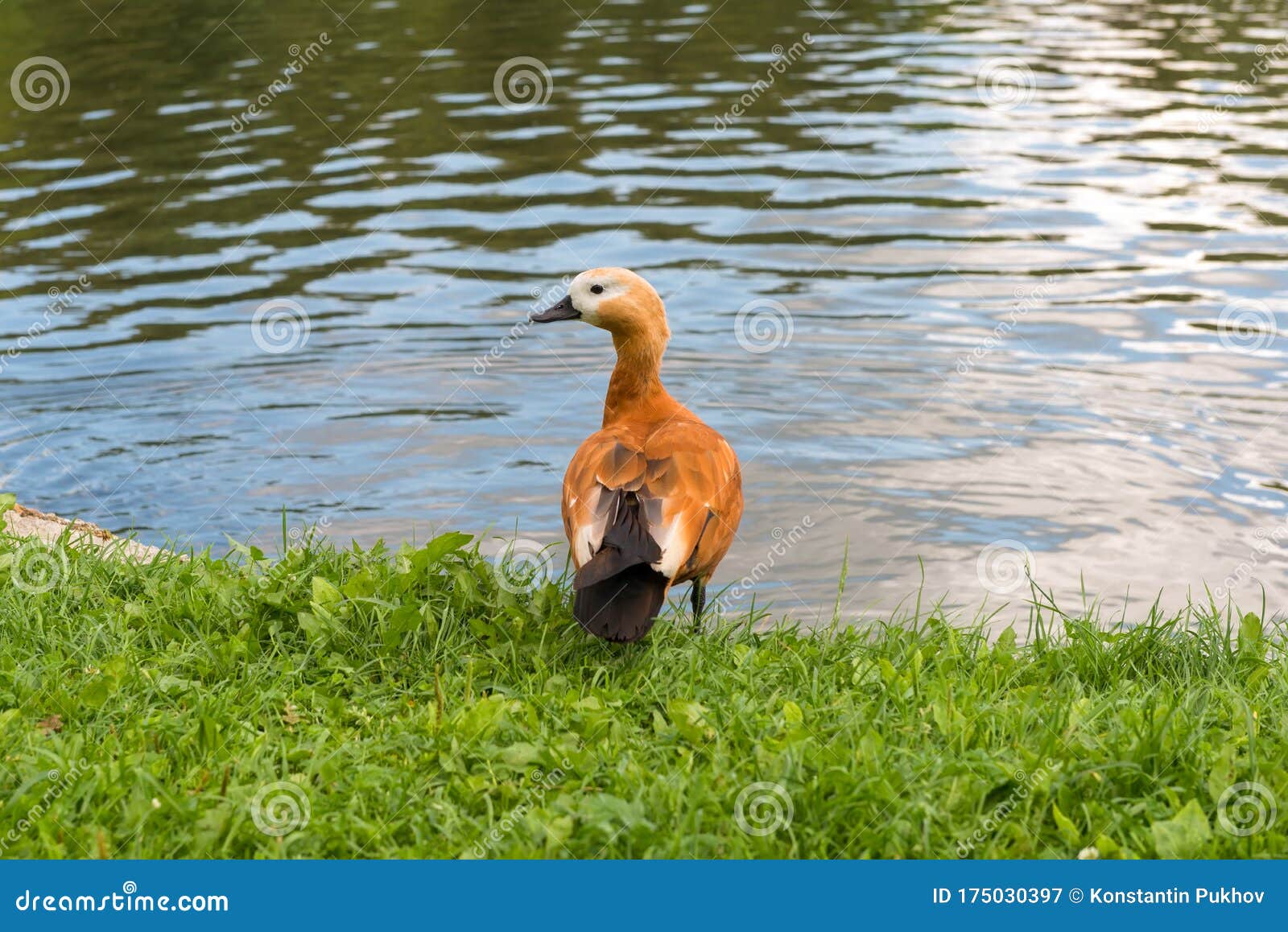 Duck Fire Sits on the Shore Stock Image - Image of head, fauna: 175030397