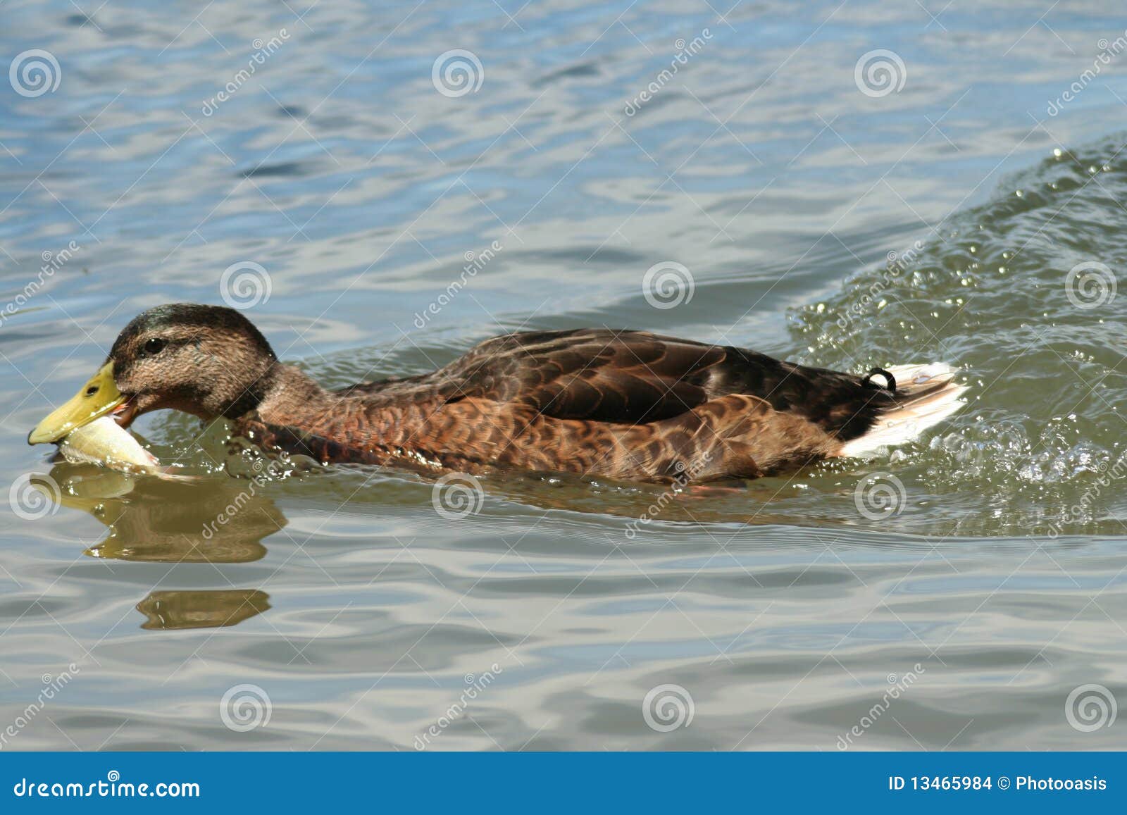 Duck with Fish stock photo. Image of duck, fish, animal - 13465984