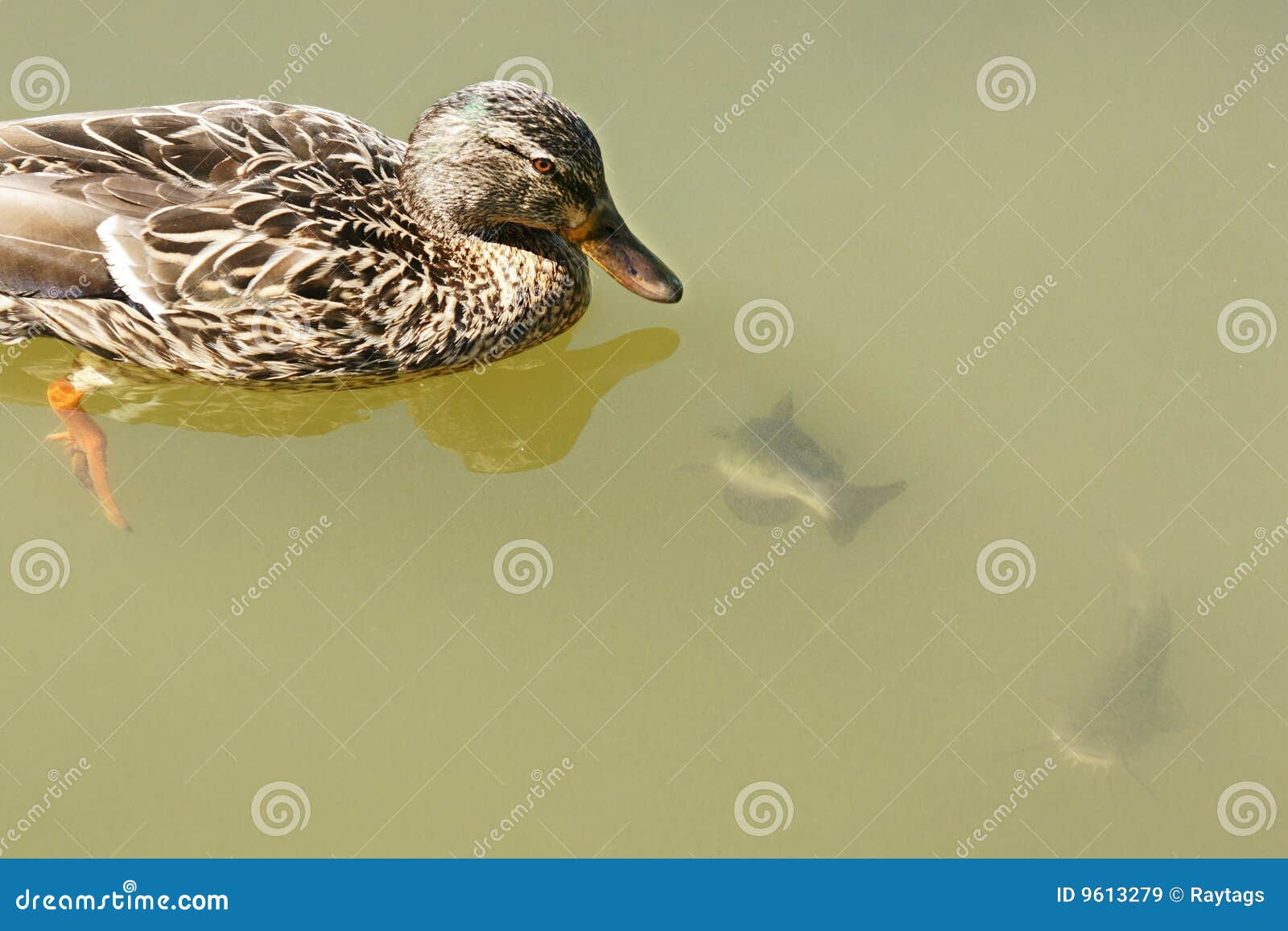 Duck with fish stock image. Image of bright, bill, swimming - 9613279