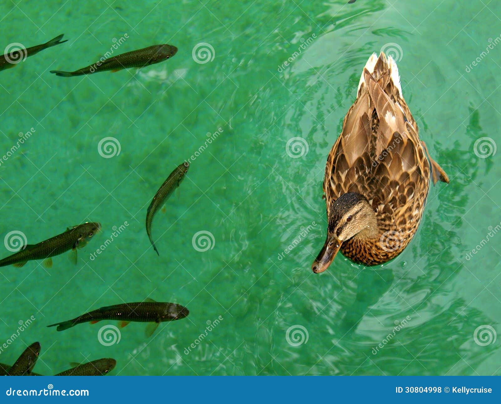 Duck swimming with fish stock photo. Image of brown, feathers - 30804998