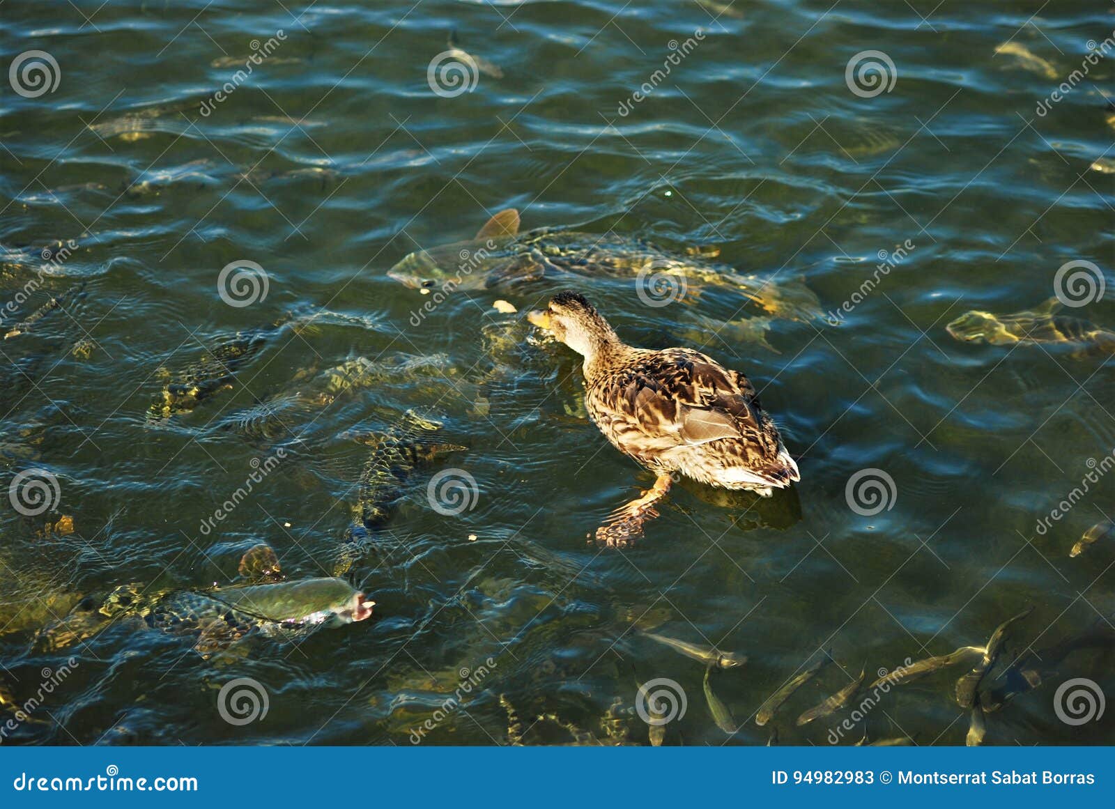 Duck and fish stock image. Image of fish, beak, short - 94982983