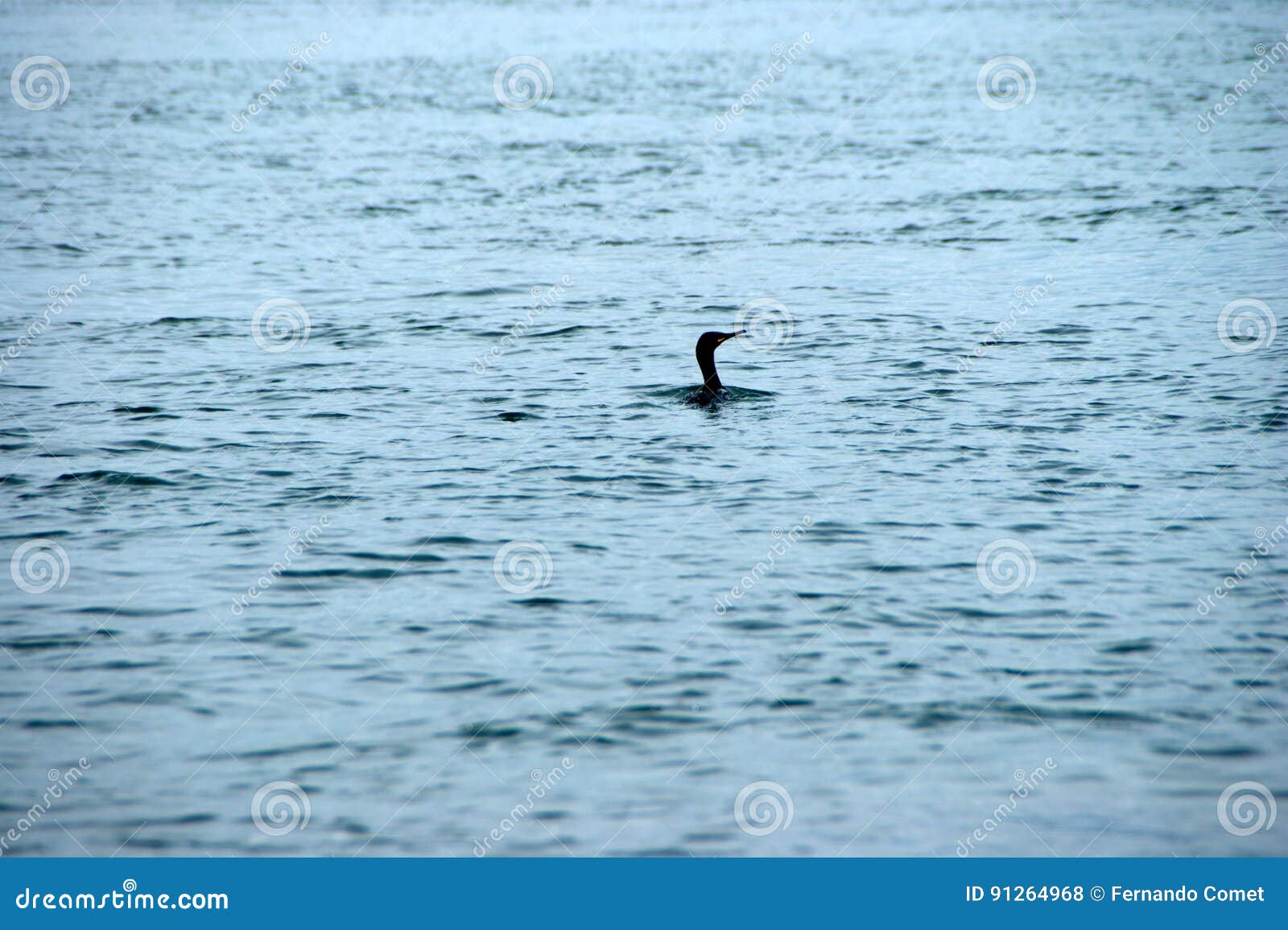A duck fishing stock photo. Image of dive, water, duck - 91264968