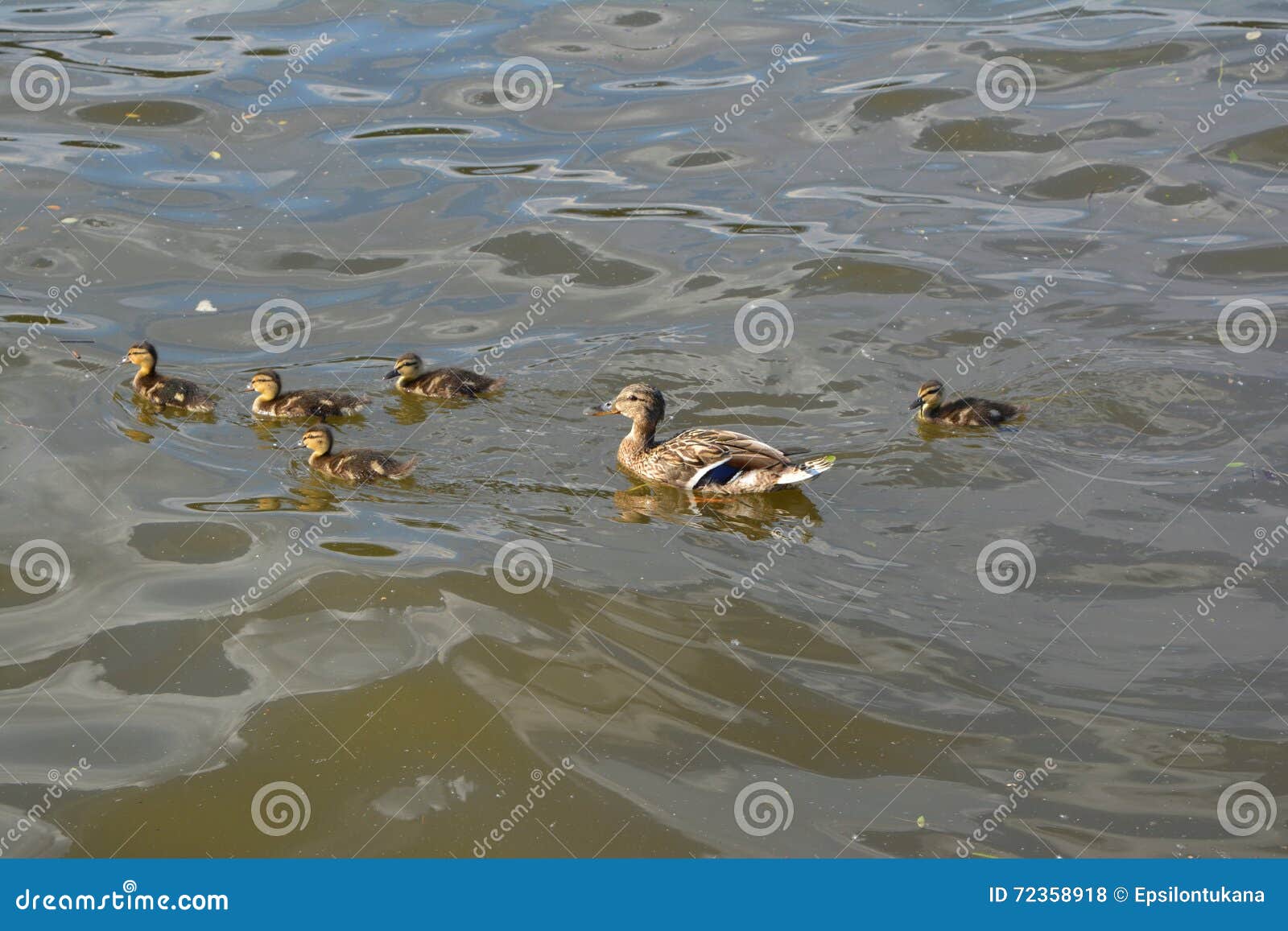 The Duck with Five Ducklings Stock Photo - Image of water, ducklings ...