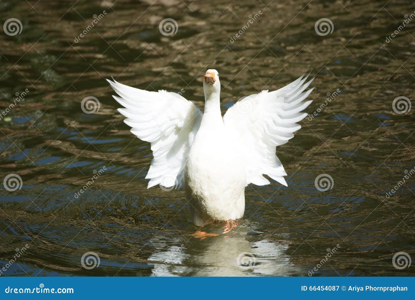 Duck flap the wing stock image. Image of wildlife, park - 66454087