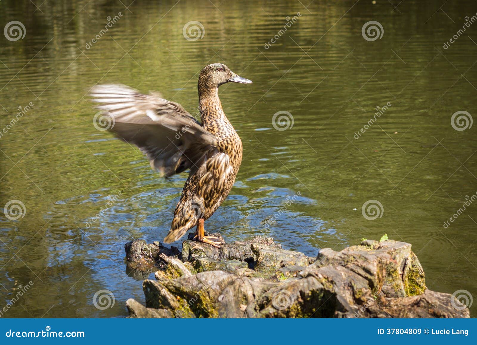 Duck flapping its wings stock image. Image of wing, female - 37804809