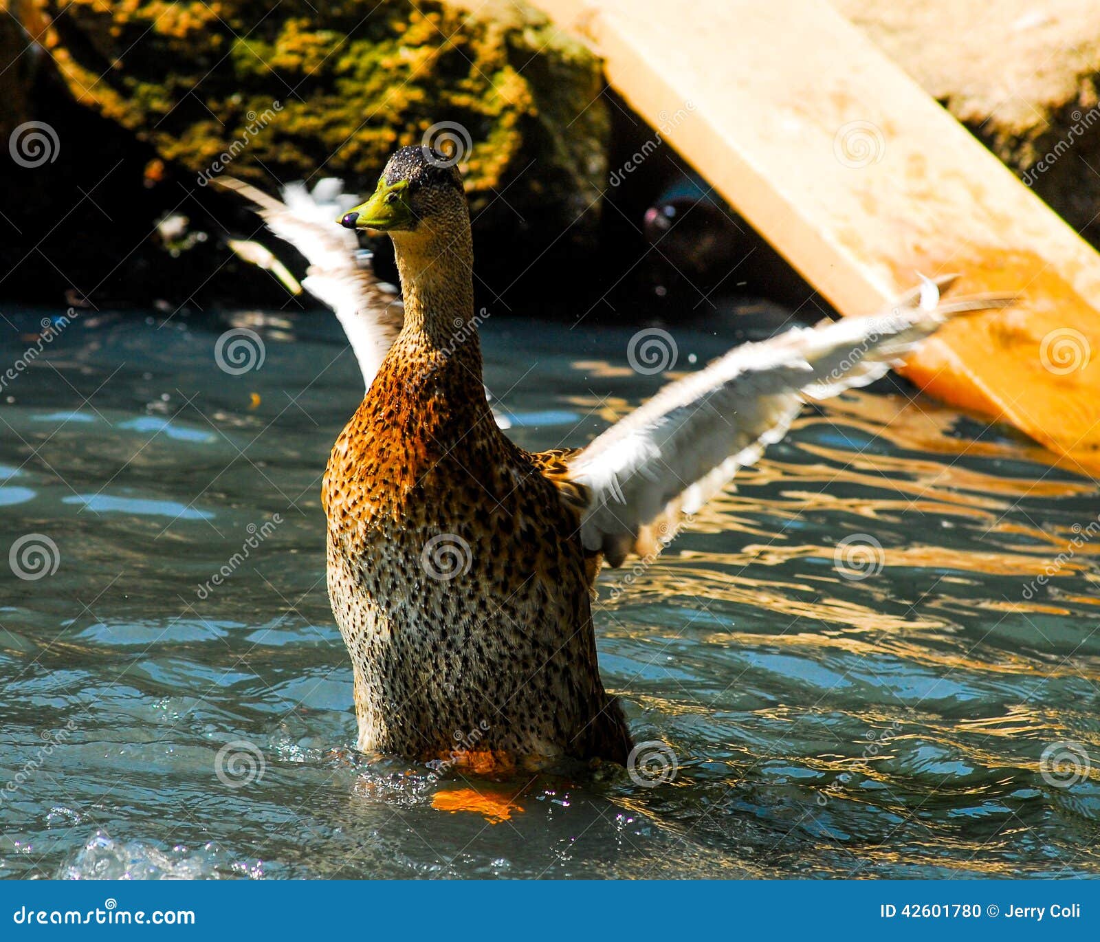 Duck Flapping its wings. stock photo. Image of bird, wildlife - 42601780