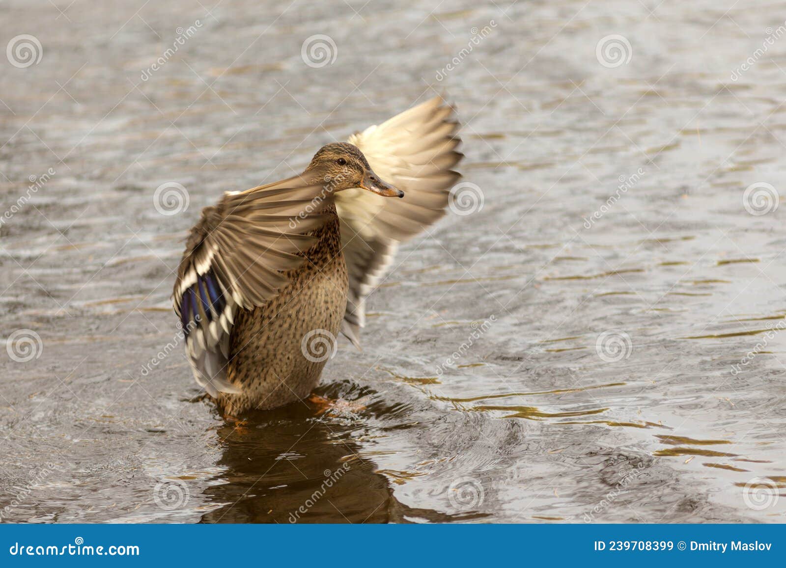 Duck flapping its wings stock image. Image of female - 239708399