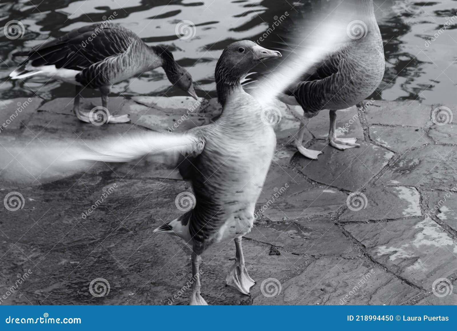 Duck Flapping Its Wings in Motion Stock Photo - Image of bird, lake ...