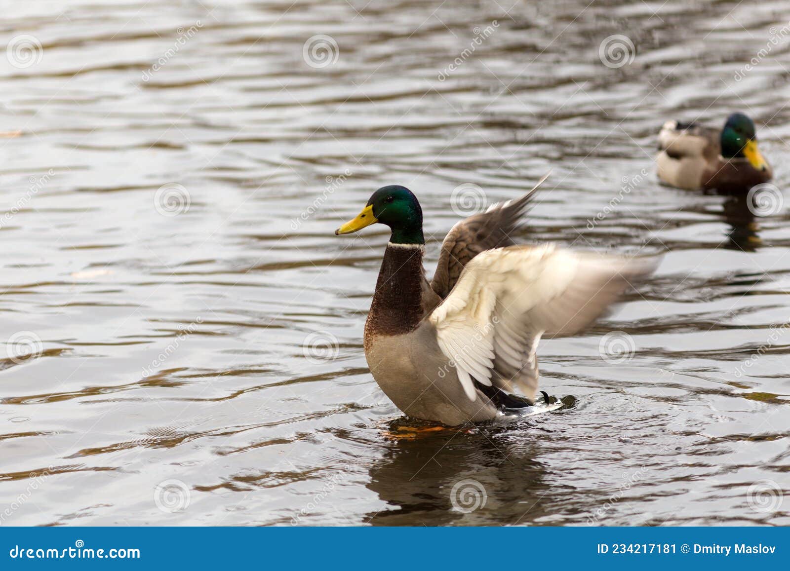Duck flapping its wings stock image. Image of nature - 234217181