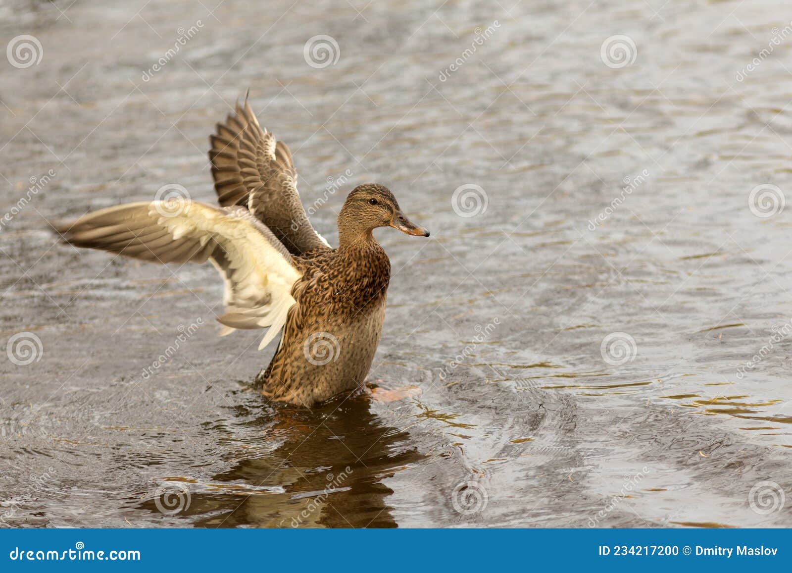 Duck flapping its wings stock photo. Image of color - 234217200