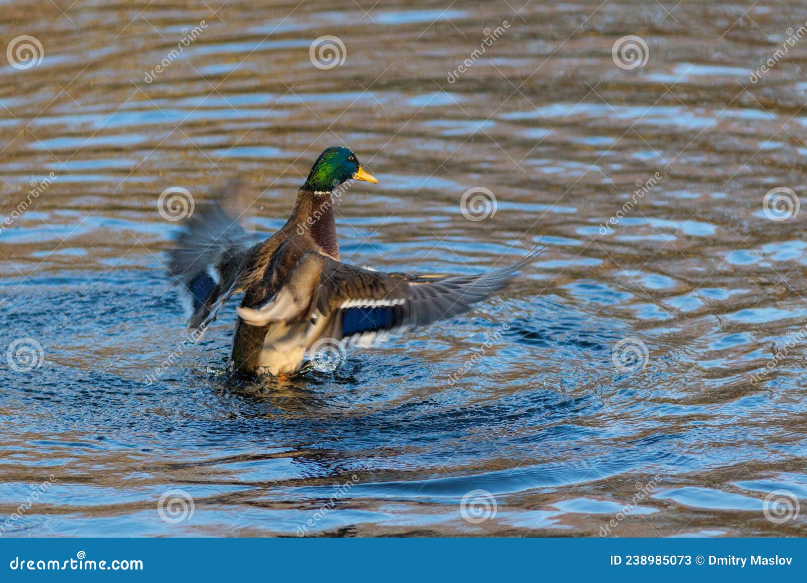 Duck flapping its wings stock image. Image of portrait - 238985073