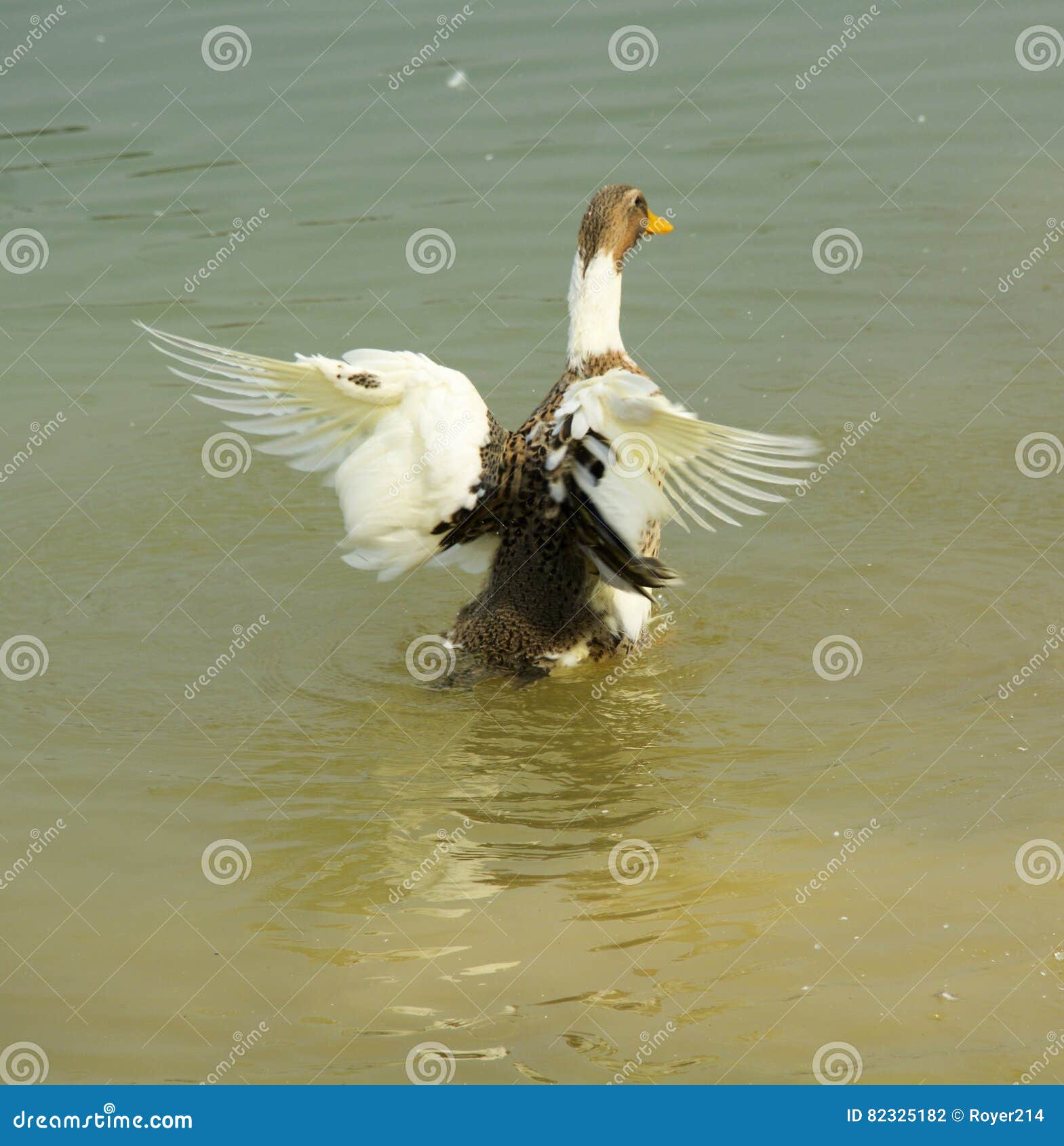Duck stock photo. Image of ducks, swamp, river, wing - 82325182