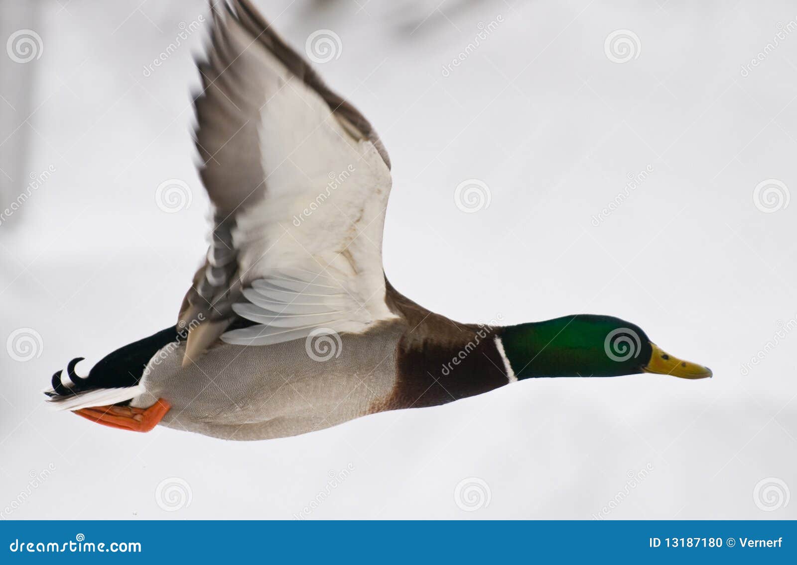 Duck in flight stock photo. Image of male, flight, wildlife - 13187180