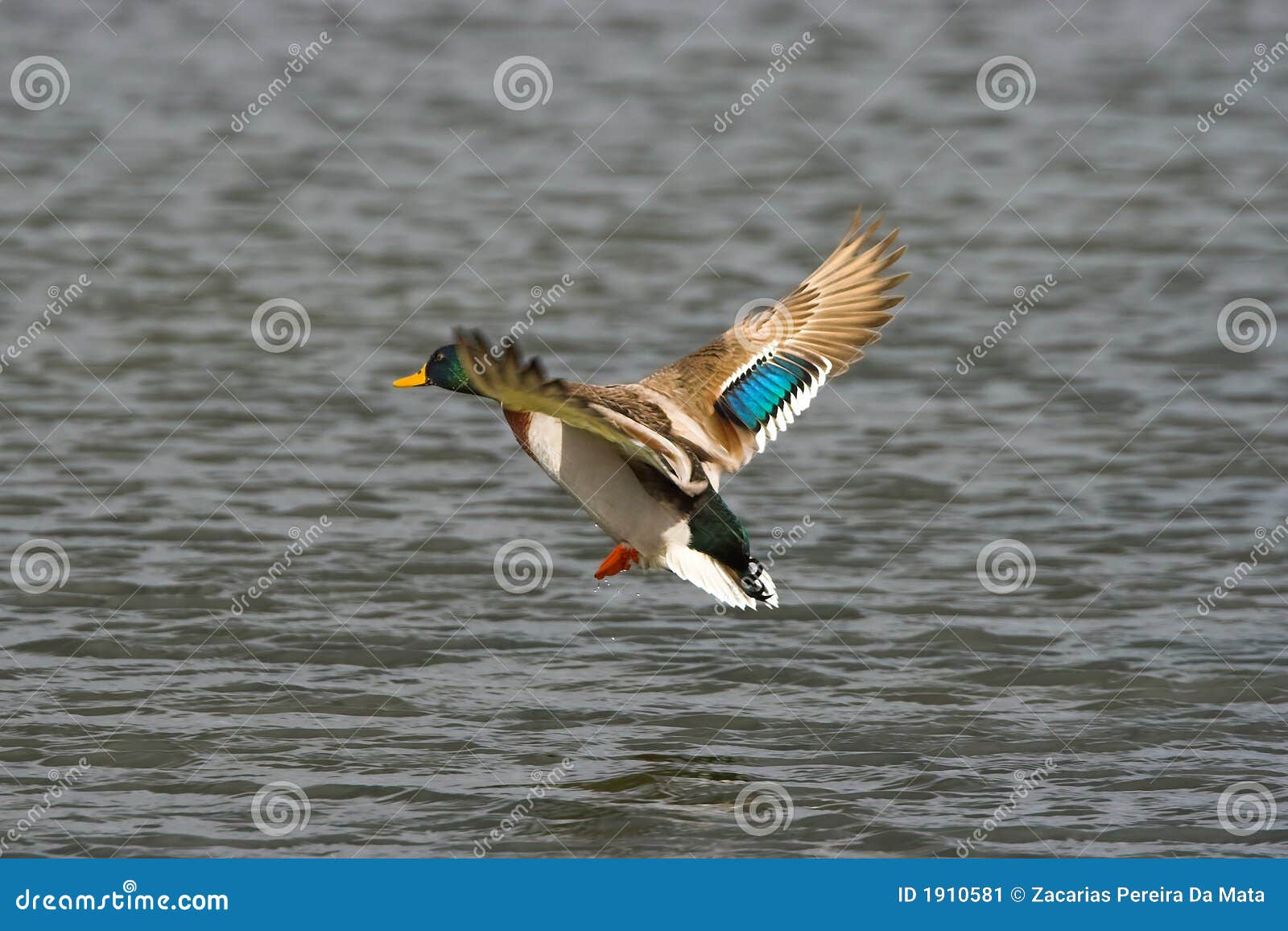 Duck in flight stock image. Image of bird, nature, lima - 1910581