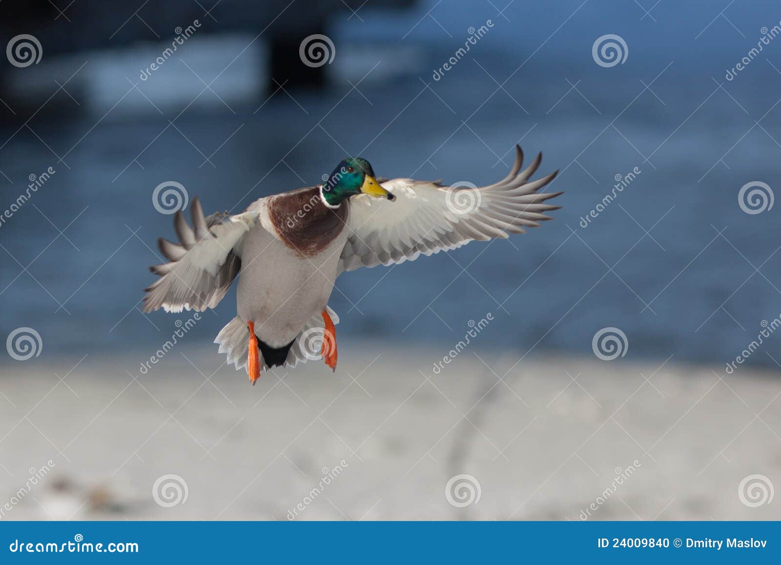 Duck in flight stock photo. Image of winter, motion, mallard - 24009840