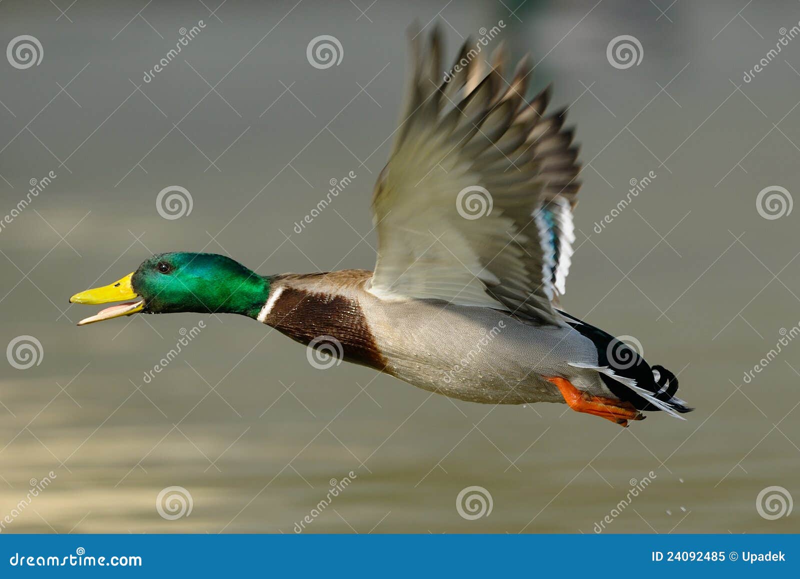Duck in flight stock image. Image of male, nature, water - 24092485
