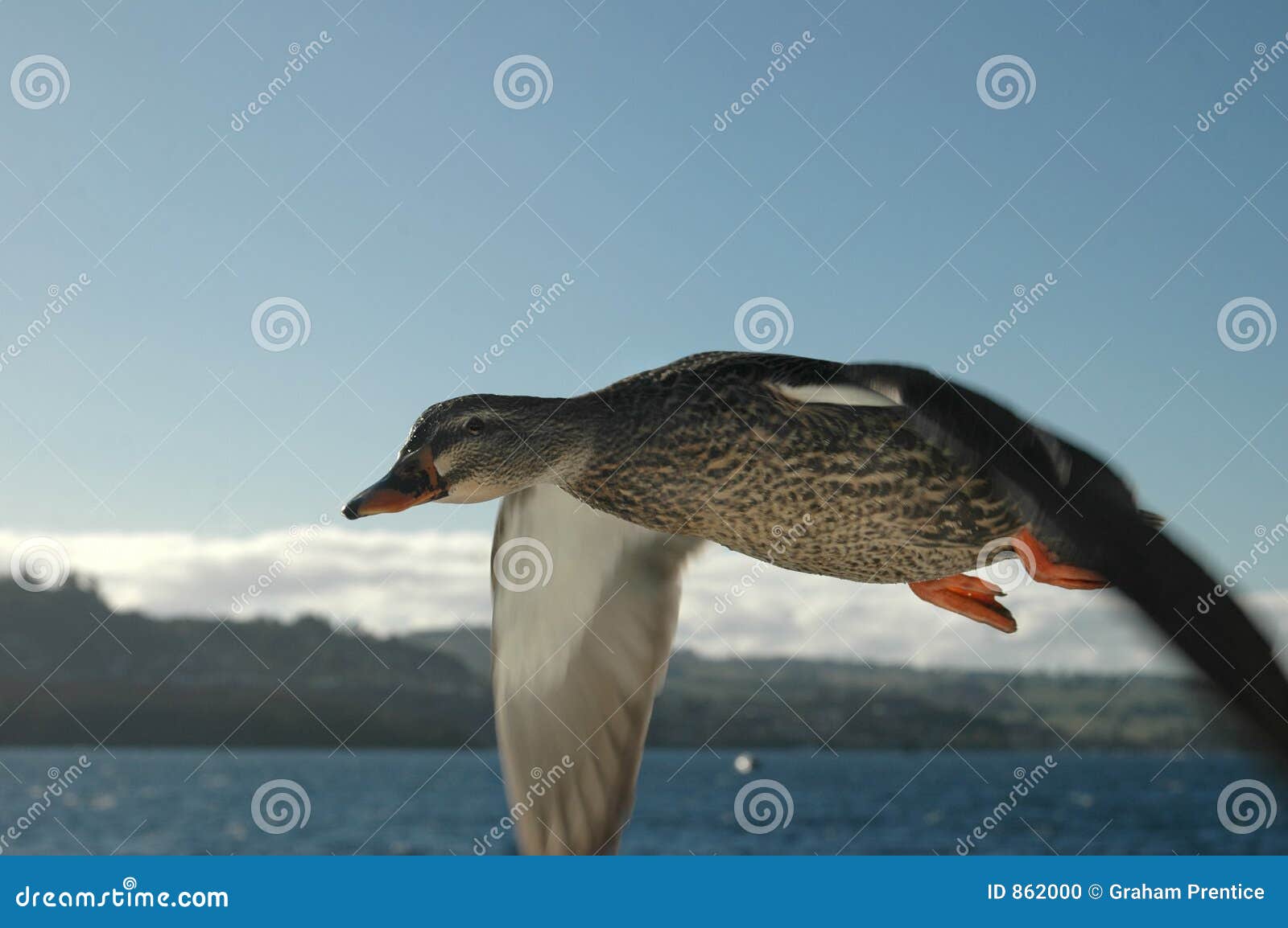 Duck in Flight 3 stock photo. Image of female, fowl, feet - 862000