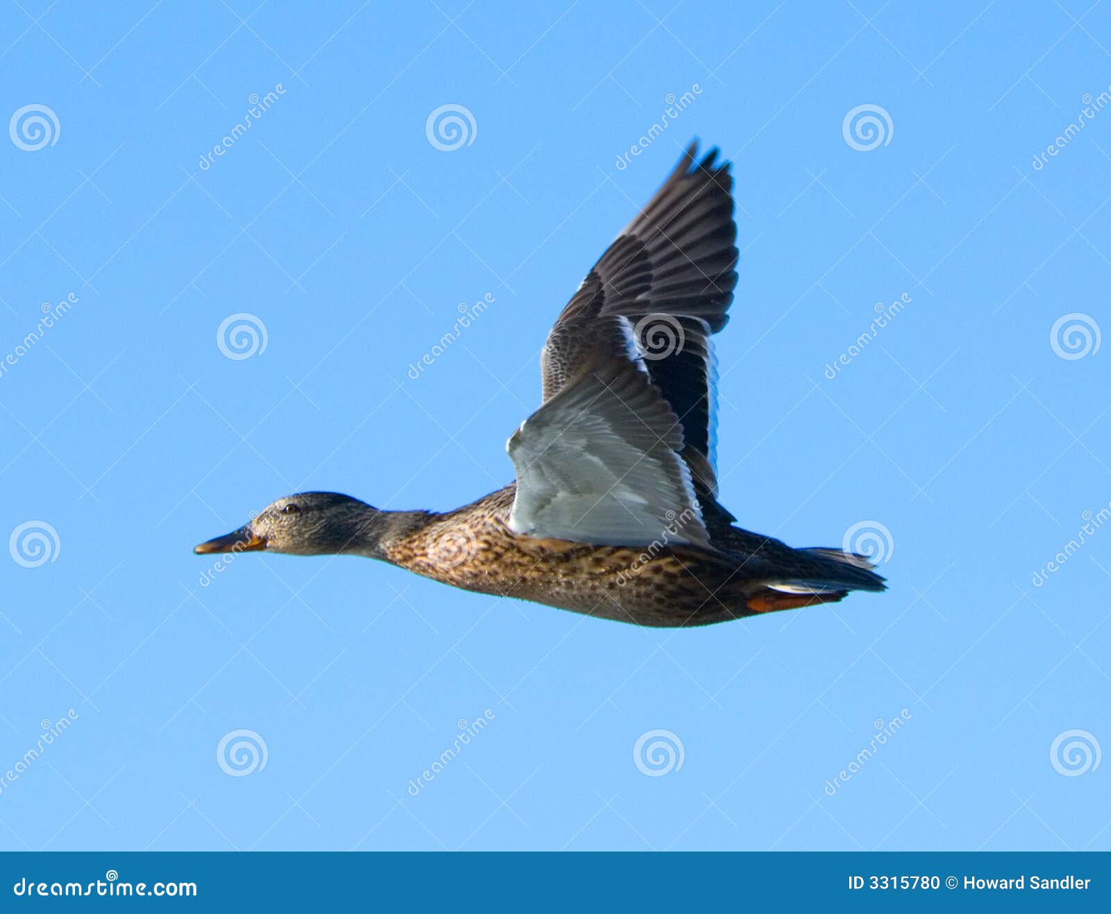 Duck in flight stock photo. Image of flight, blue, mallard - 3315780